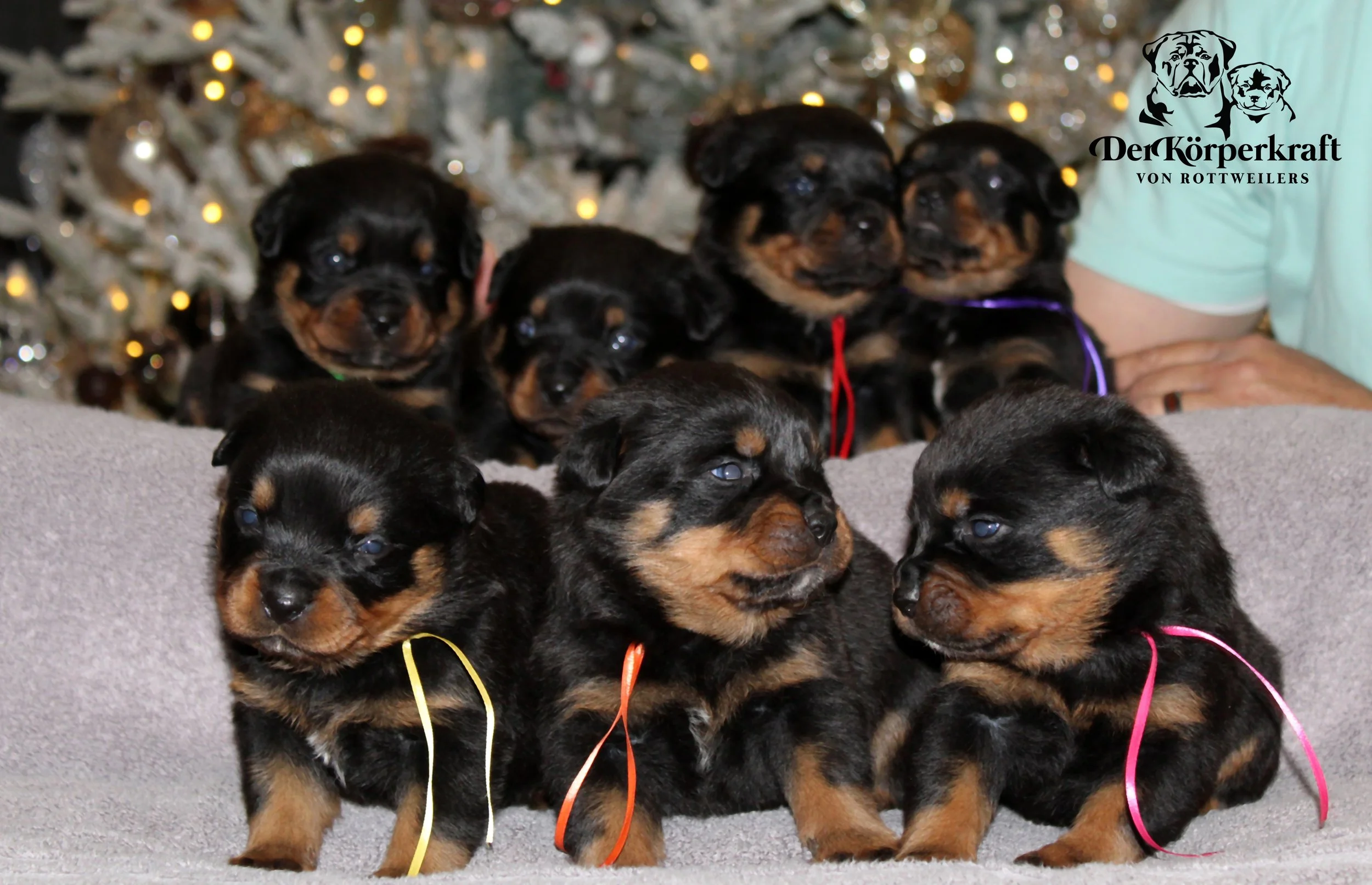 DKV Rottweilers | German Rottweiler Puppies For Sale | Virtus-Brenda