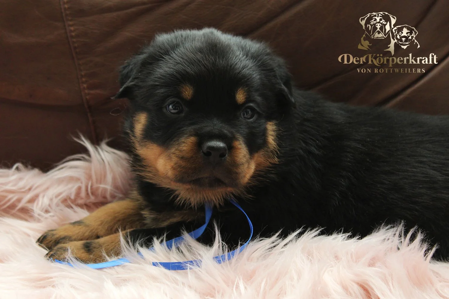 DKV Rottweilers | German Rottweiler Puppies For Sale | DKV Rottweilers ...