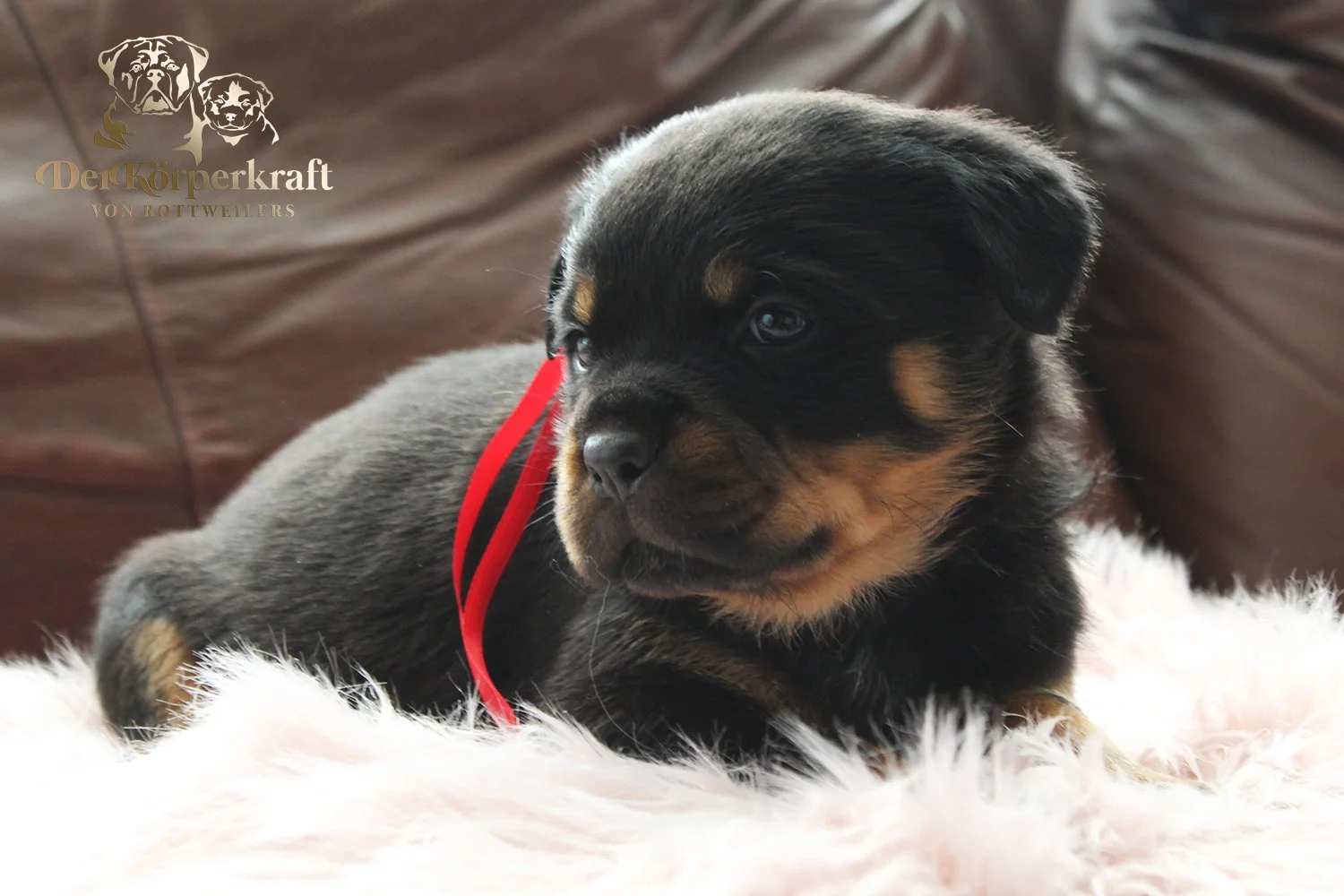 DKV Rottweilers | German Rottweiler Puppies For Sale | Virtus-Brenda