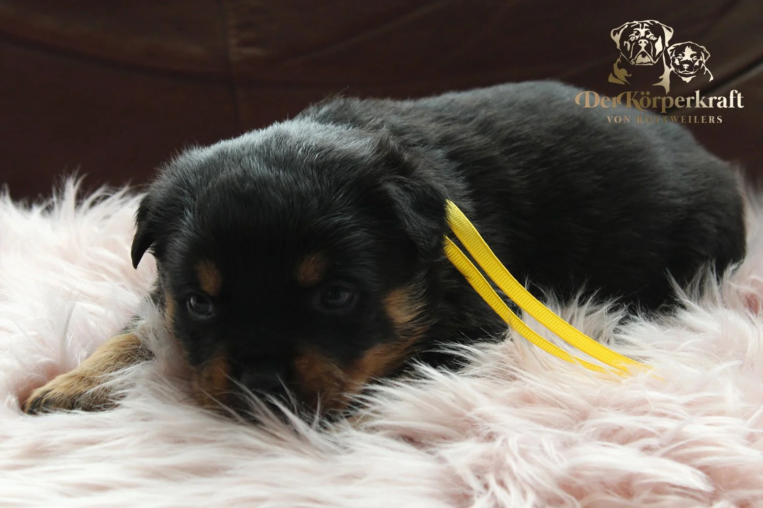 DKV Rottweilers | German Rottweiler Puppies For Sale | Virtus-Brenda