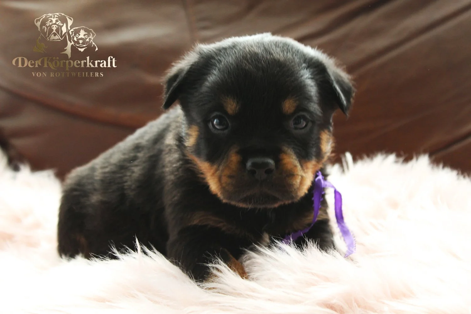 DKV Rottweilers | German Rottweiler Puppies For Sale | Virtus-Brenda