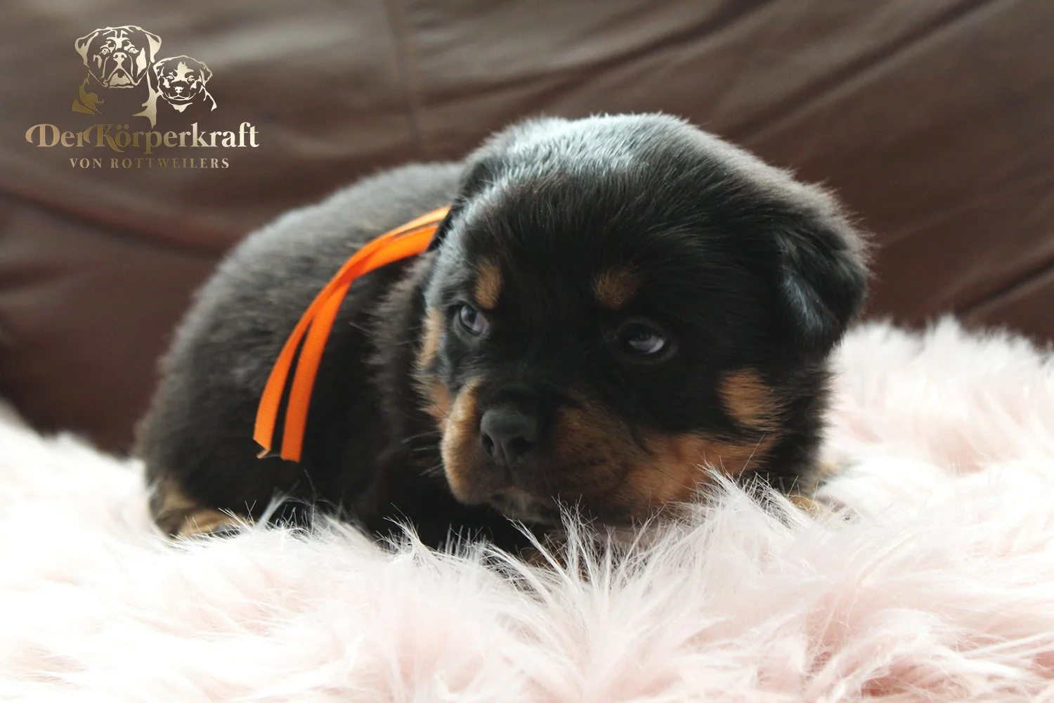 DKV Rottweilers | German Rottweiler Puppies For Sale | Virtus-Brenda
