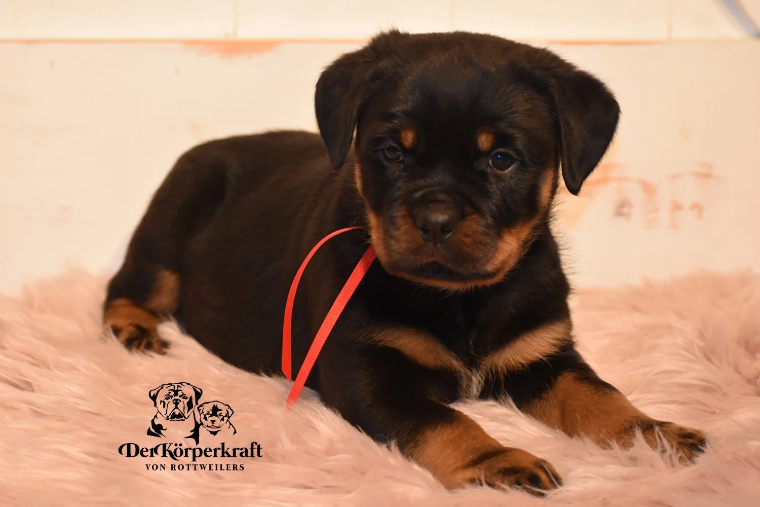 DKV Rottweilers | German Rottweiler Puppies For Sale | DKV Rottweilers ...
