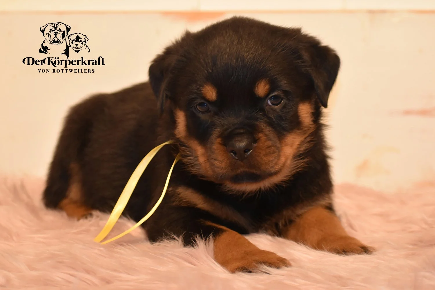 DKV Rottweilers | German Rottweiler Puppies For Sale | DKV Rottweilers ...