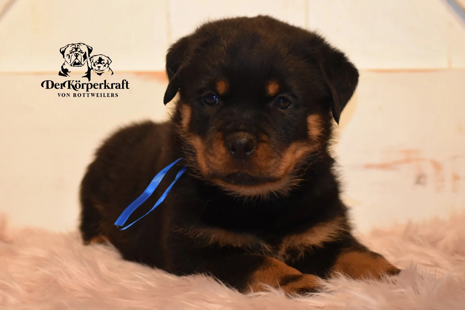 DKV Rottweilers | German Rottweiler Puppies For Sale