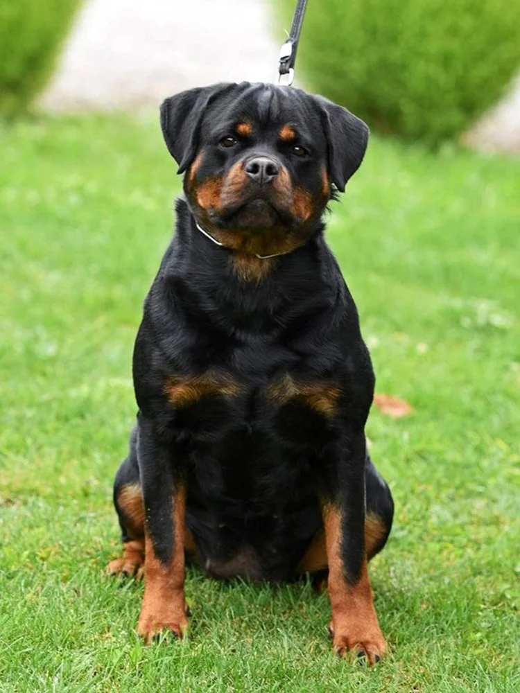 DKV Rottweilers | German Rottweiler Puppies For Sale | Noris-Hera