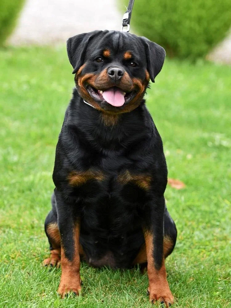 DKV Rottweilers | German Rottweiler Puppies For Sale | Noris-Hera