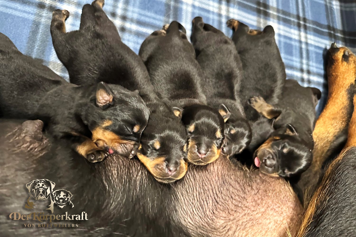 DKV Rottweilers | German Rottweiler Puppies For Sale | Rocky-Drama
