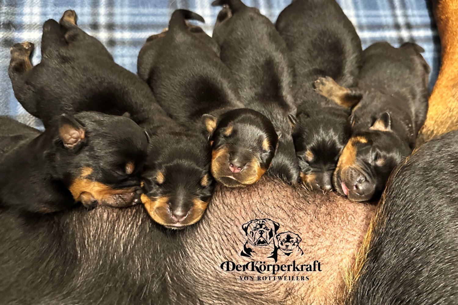 DKV Rottweilers | German Rottweiler Puppies For Sale | Rocky-Drama