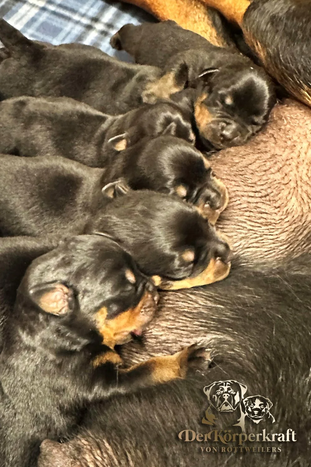 DKV Rottweilers | German Rottweiler Puppies For Sale | Rocky-Drama