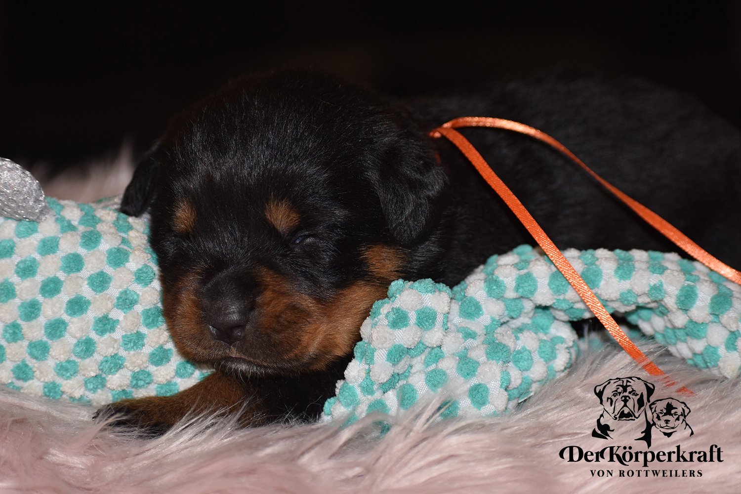 DKV Rottweilers | German Rottweiler Puppies For Sale | Rocky-Herra