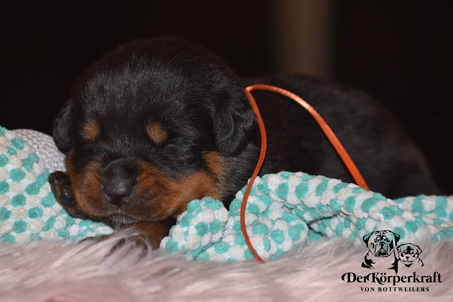 DKV Rottweilers | German Rottweiler Puppies For Sale | Rocky-Herra