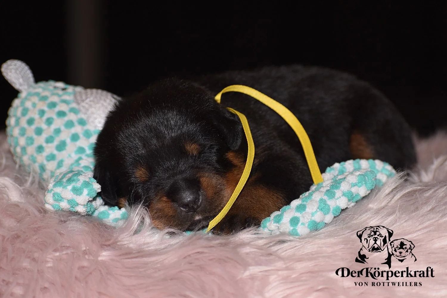 DKV Rottweilers | German Rottweiler Puppies For Sale | Rocky-Herra