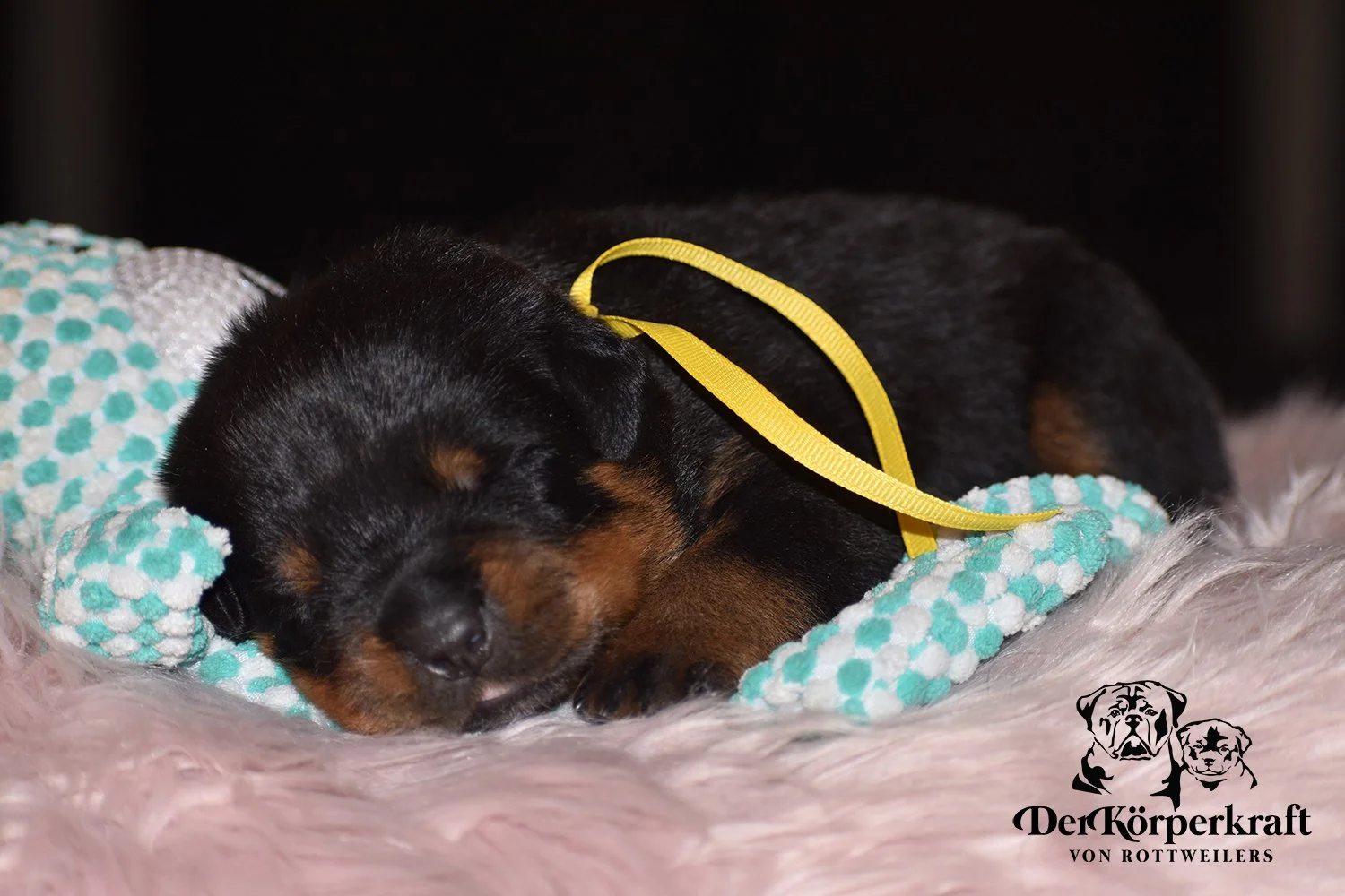 DKV Rottweilers | German Rottweiler Puppies For Sale | Rocky-Herra