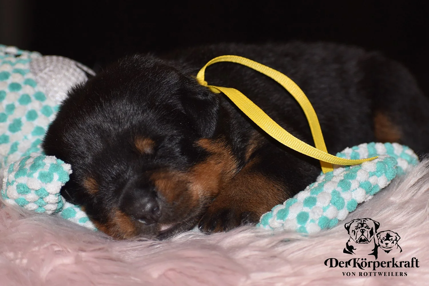 DKV Rottweilers | German Rottweiler Puppies For Sale | Rocky-Herra
