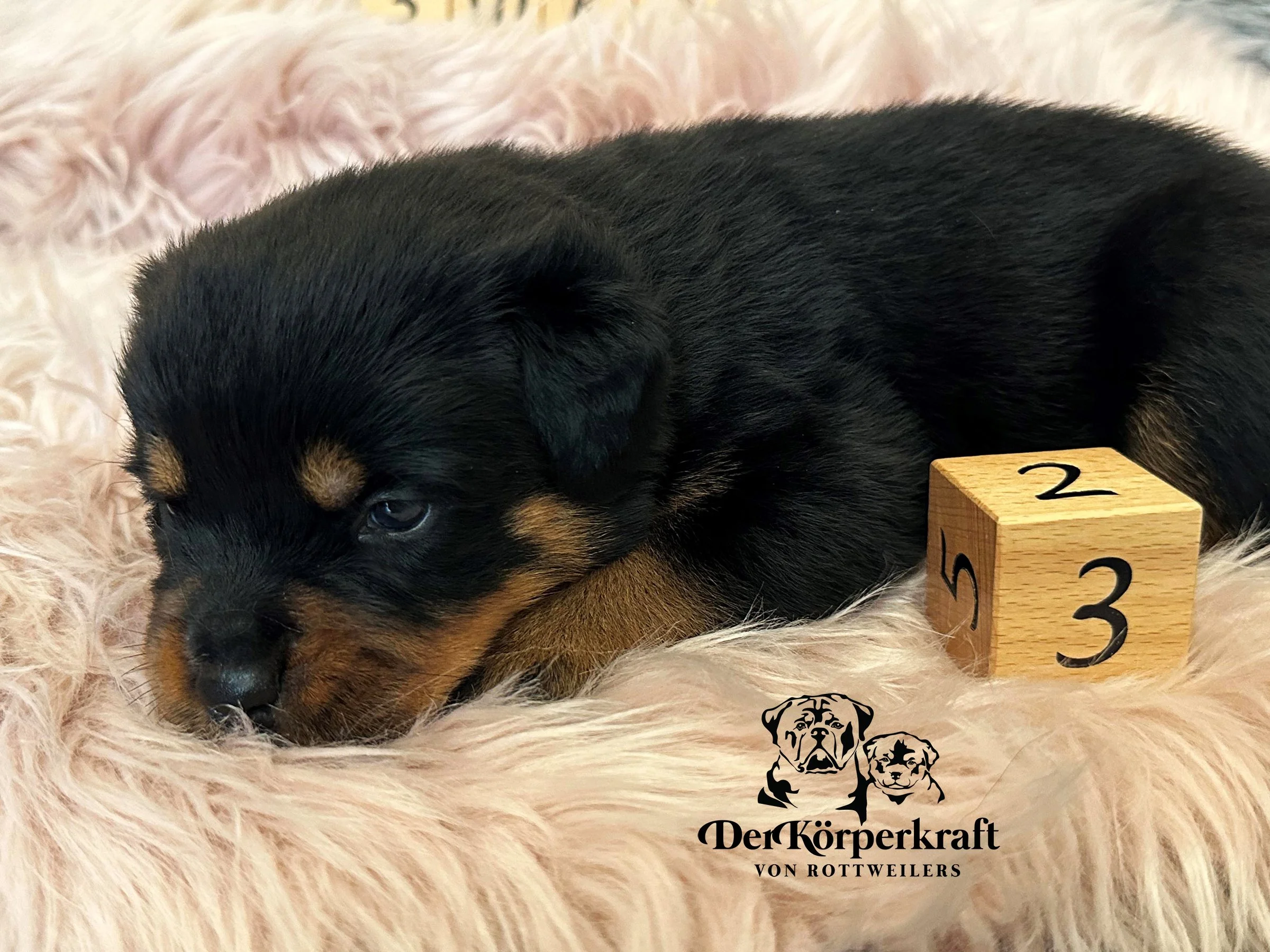 DKV Rottweilers | German Rottweiler Puppies For Sale | Rocky-Herra