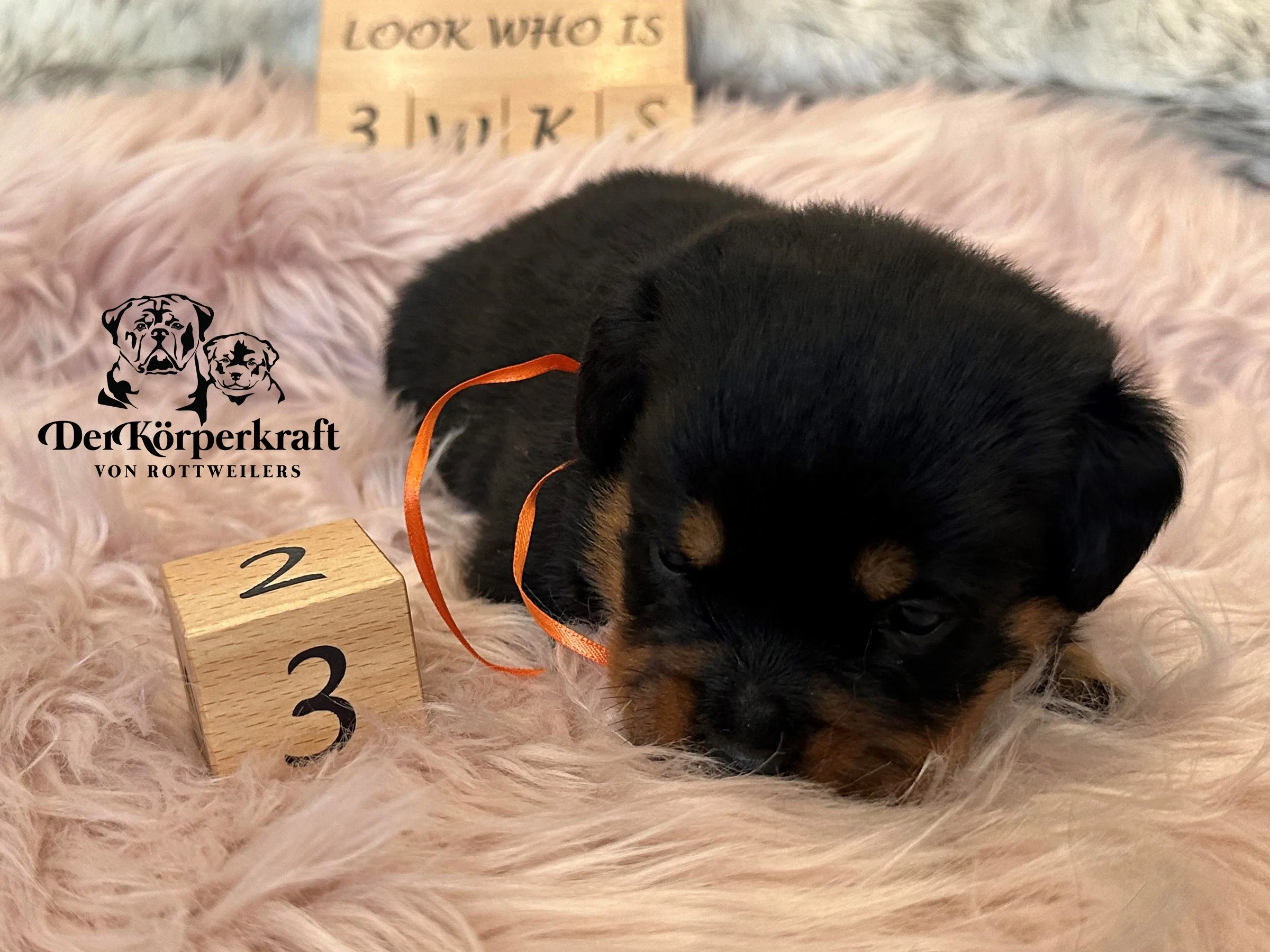 DKV Rottweilers | German Rottweiler Puppies For Sale | Rocky-Herra