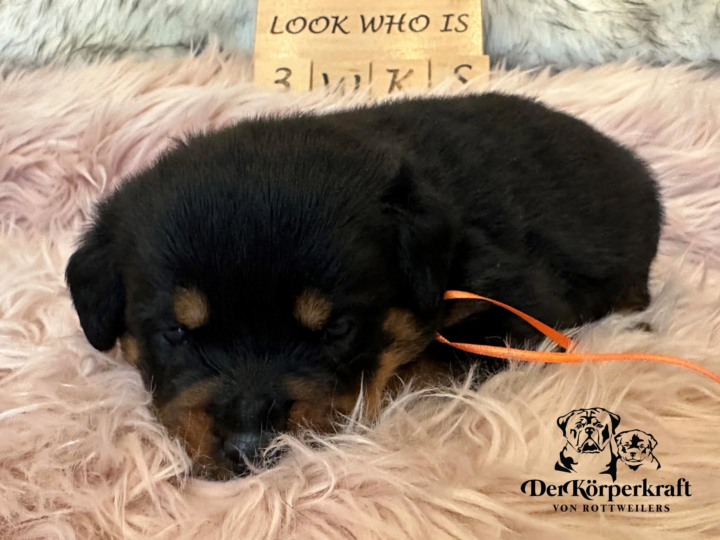 DKV Rottweilers | German Rottweiler Puppies For Sale | Rocky-Herra