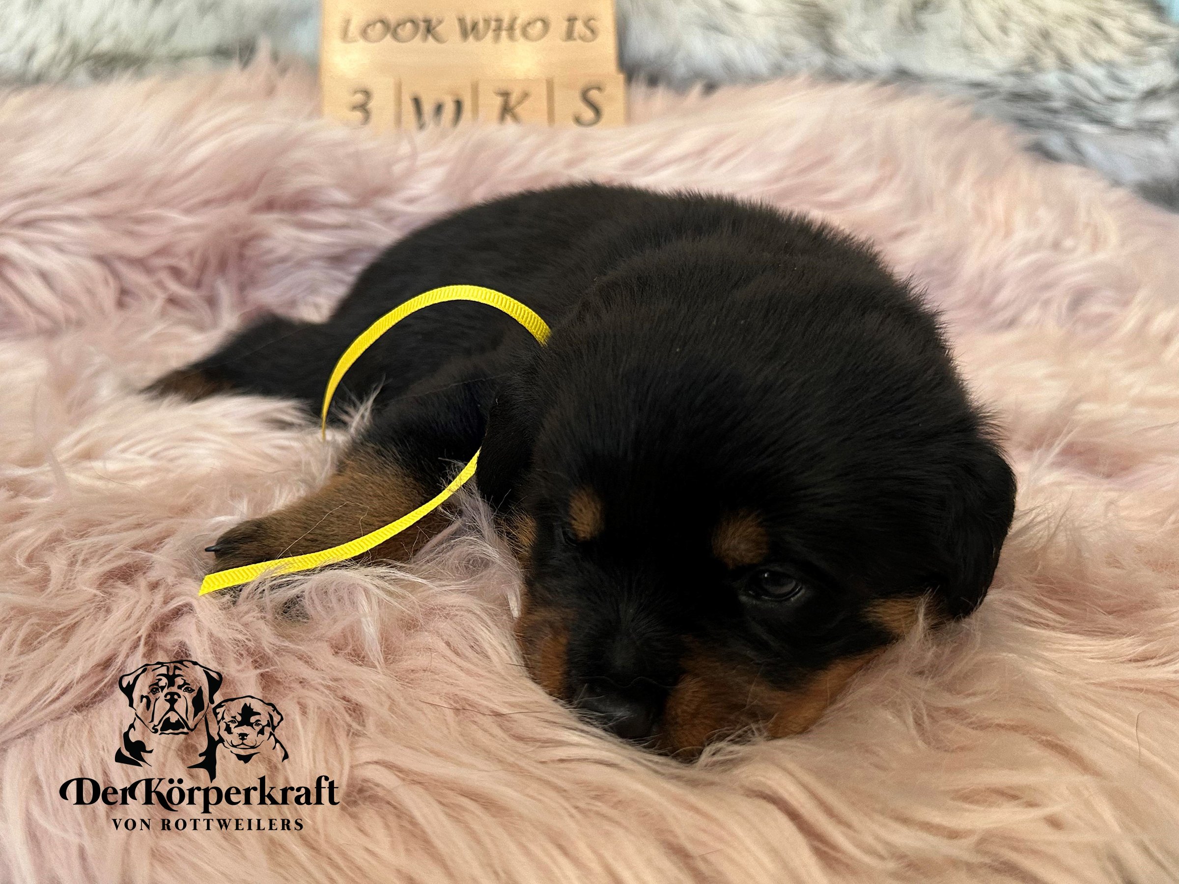 DKV Rottweilers | German Rottweiler Puppies For Sale | Rocky-Herra