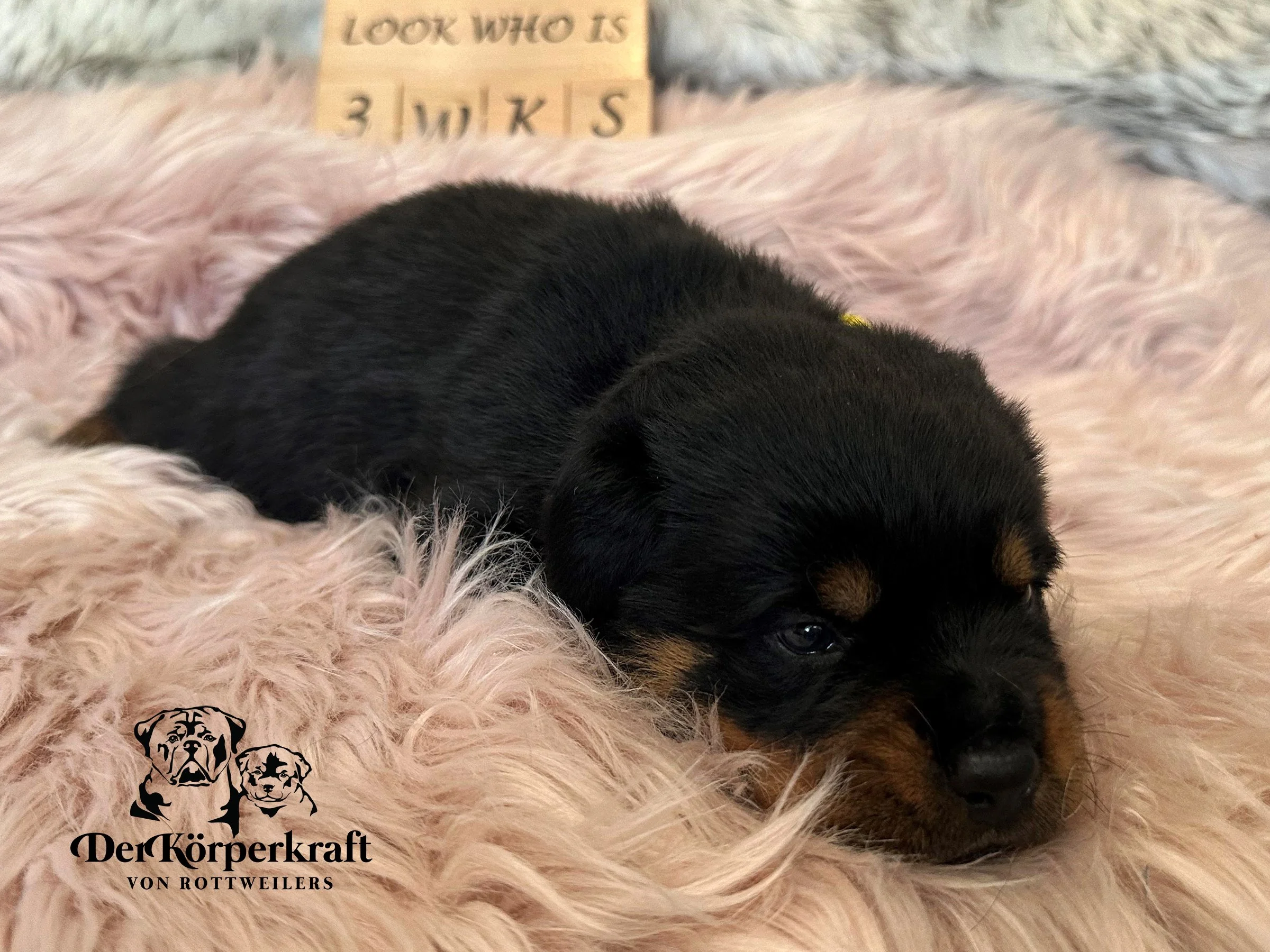DKV Rottweilers | German Rottweiler Puppies For Sale | Rocky-Herra