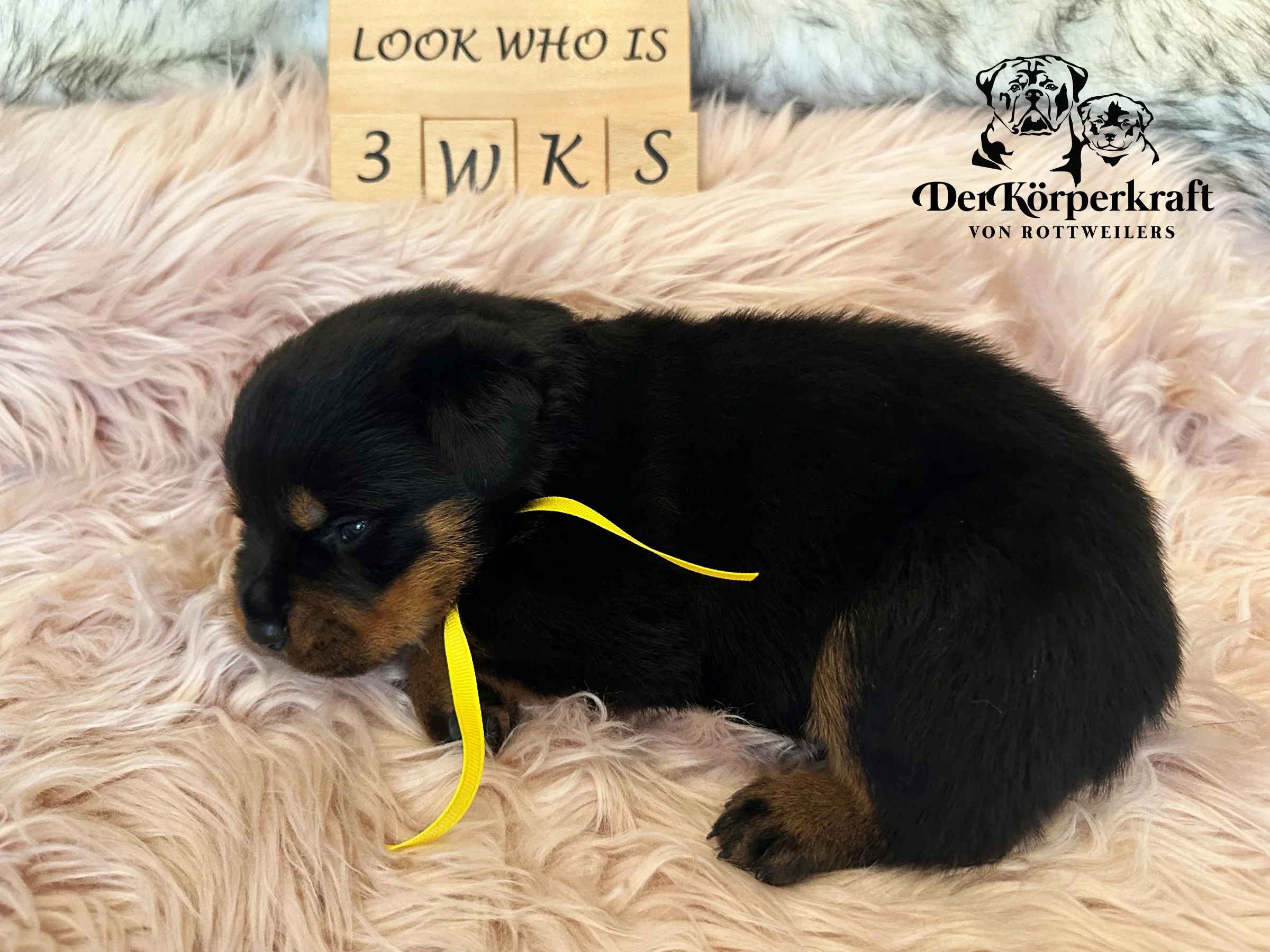 DKV Rottweilers | German Rottweiler Puppies For Sale | Rocky-Herra