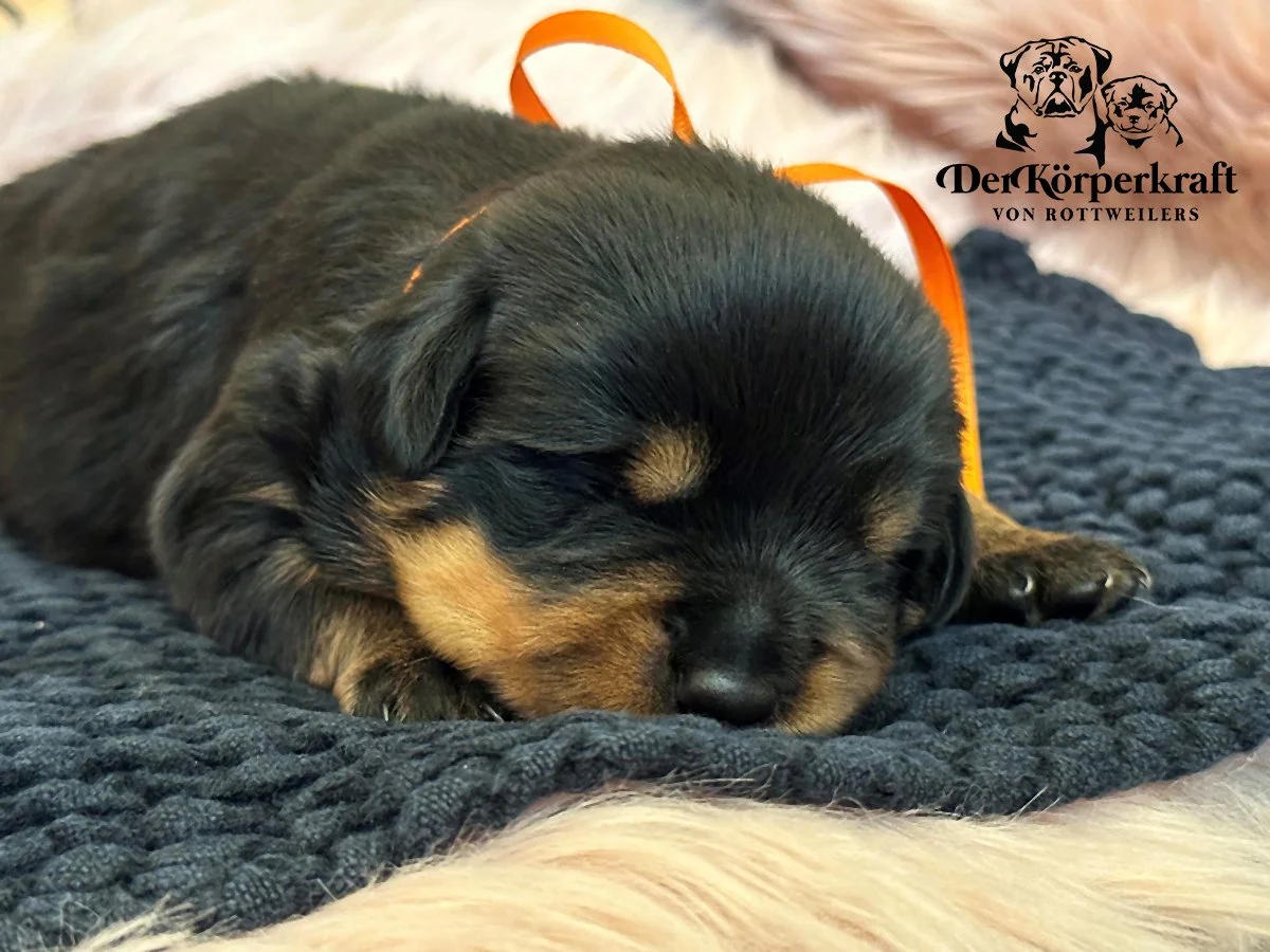 DKV Rottweilers | German Rottweiler Puppies For Sale | Rocky-Drama