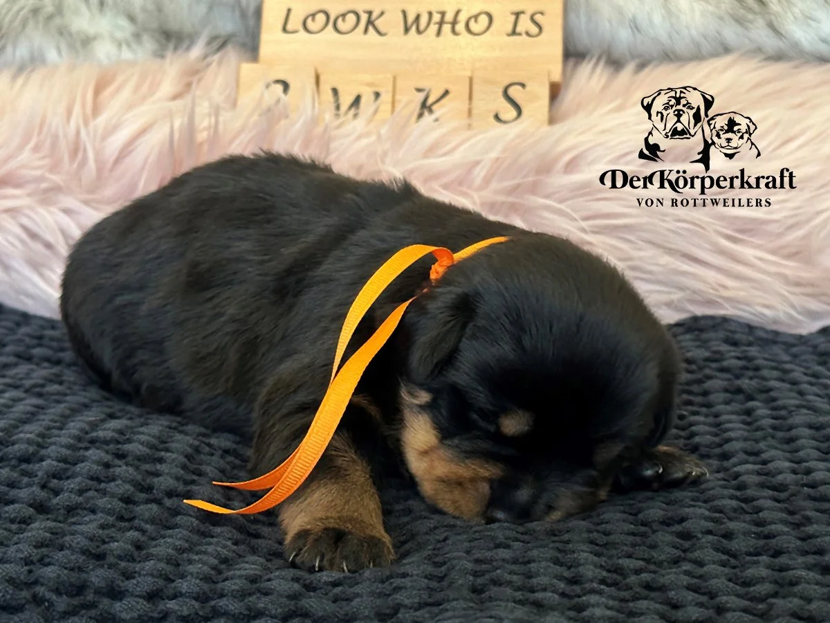 DKV Rottweilers | German Rottweiler Puppies For Sale | Rocky-Drama
