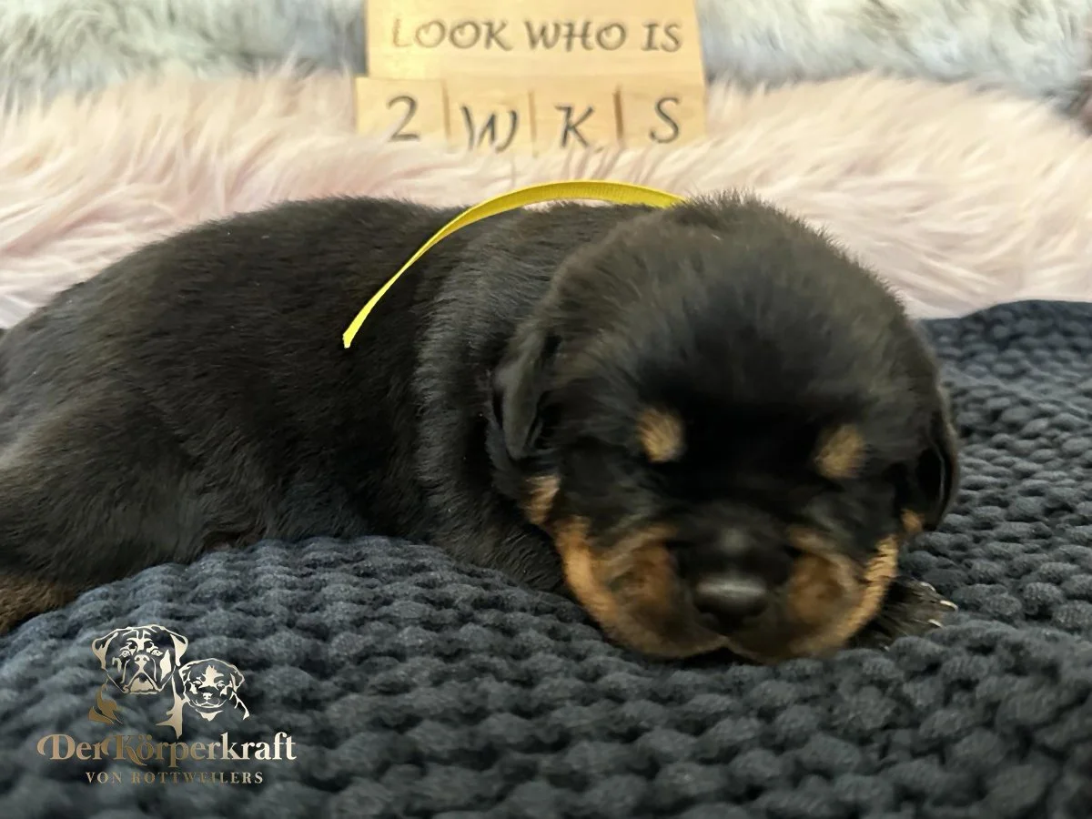 DKV Rottweilers | German Rottweiler Puppies For Sale | Rocky-Drama