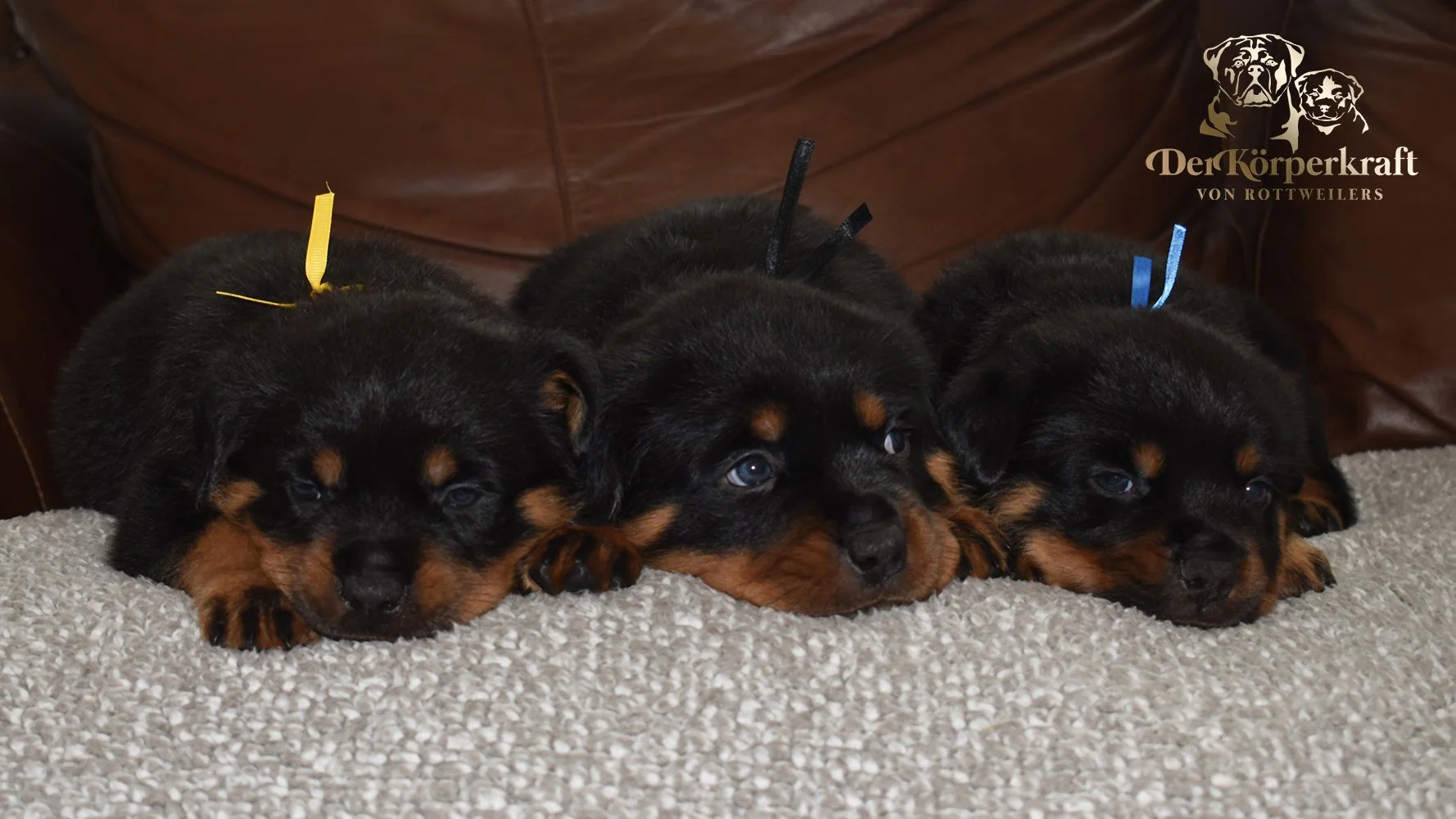 DKV Rottweilers | German Rottweiler Puppies For Sale | Rocky-Herra