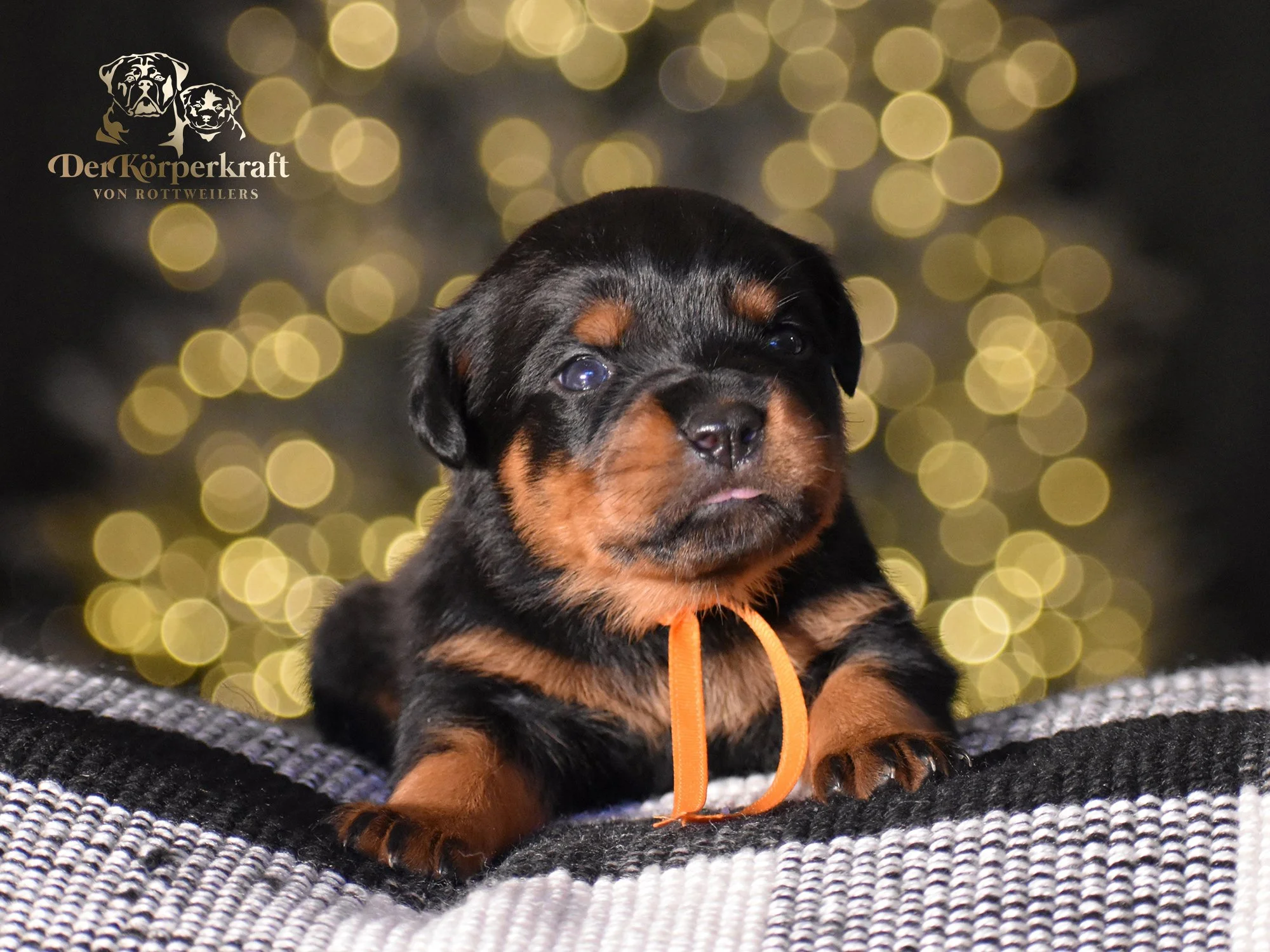 DKV Rottweilers | German Rottweiler Puppies For Sale | Secer-Avaforst