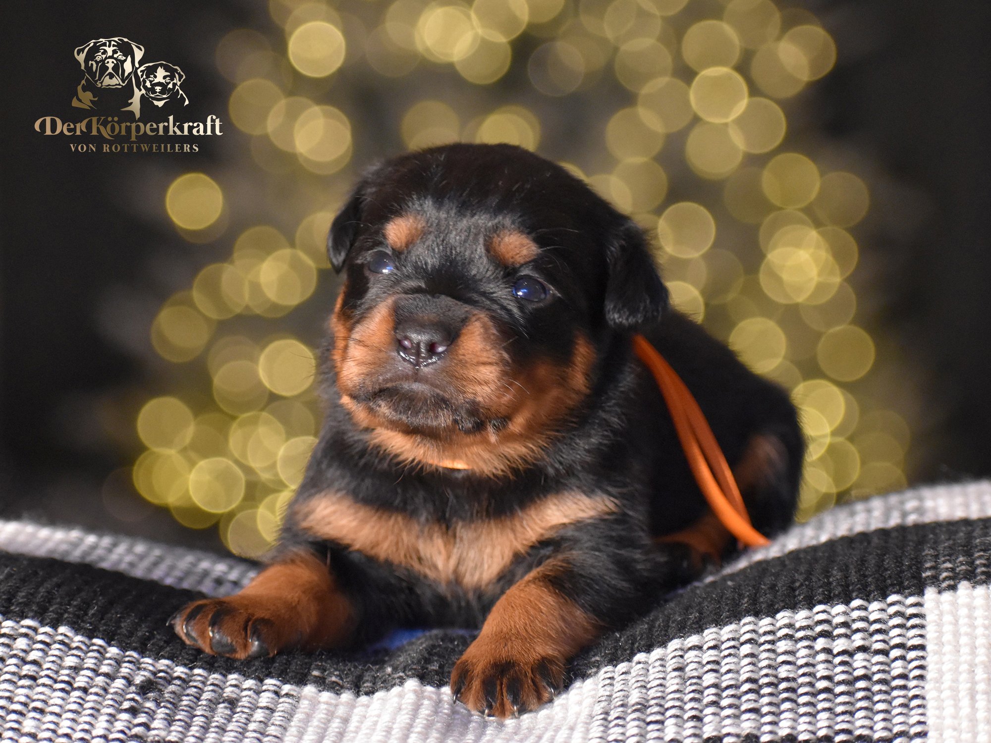 DKV Rottweilers | German Rottweiler Puppies For Sale | Secer-Avaforst
