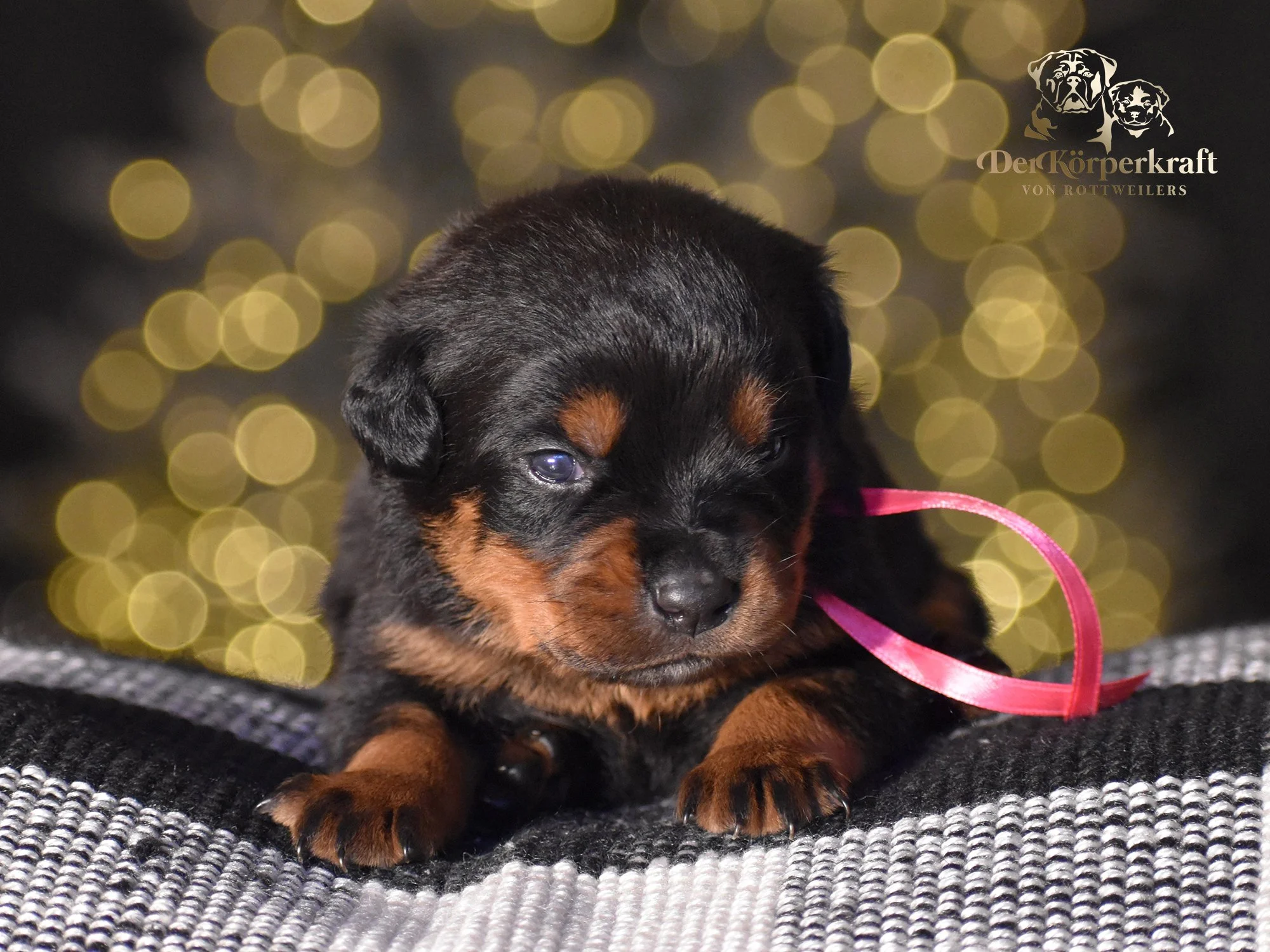 DKV Rottweilers | German Rottweiler Puppies For Sale | Secer-Avaforst