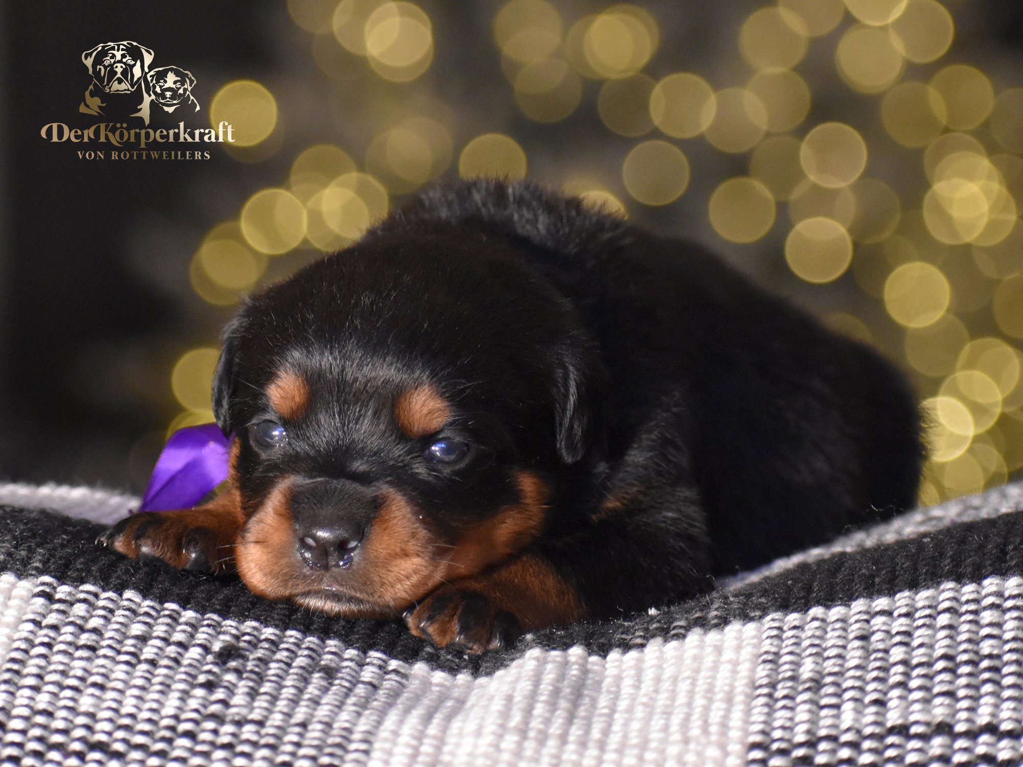 DKV Rottweilers | German Rottweiler Puppies For Sale | Secer-Avaforst