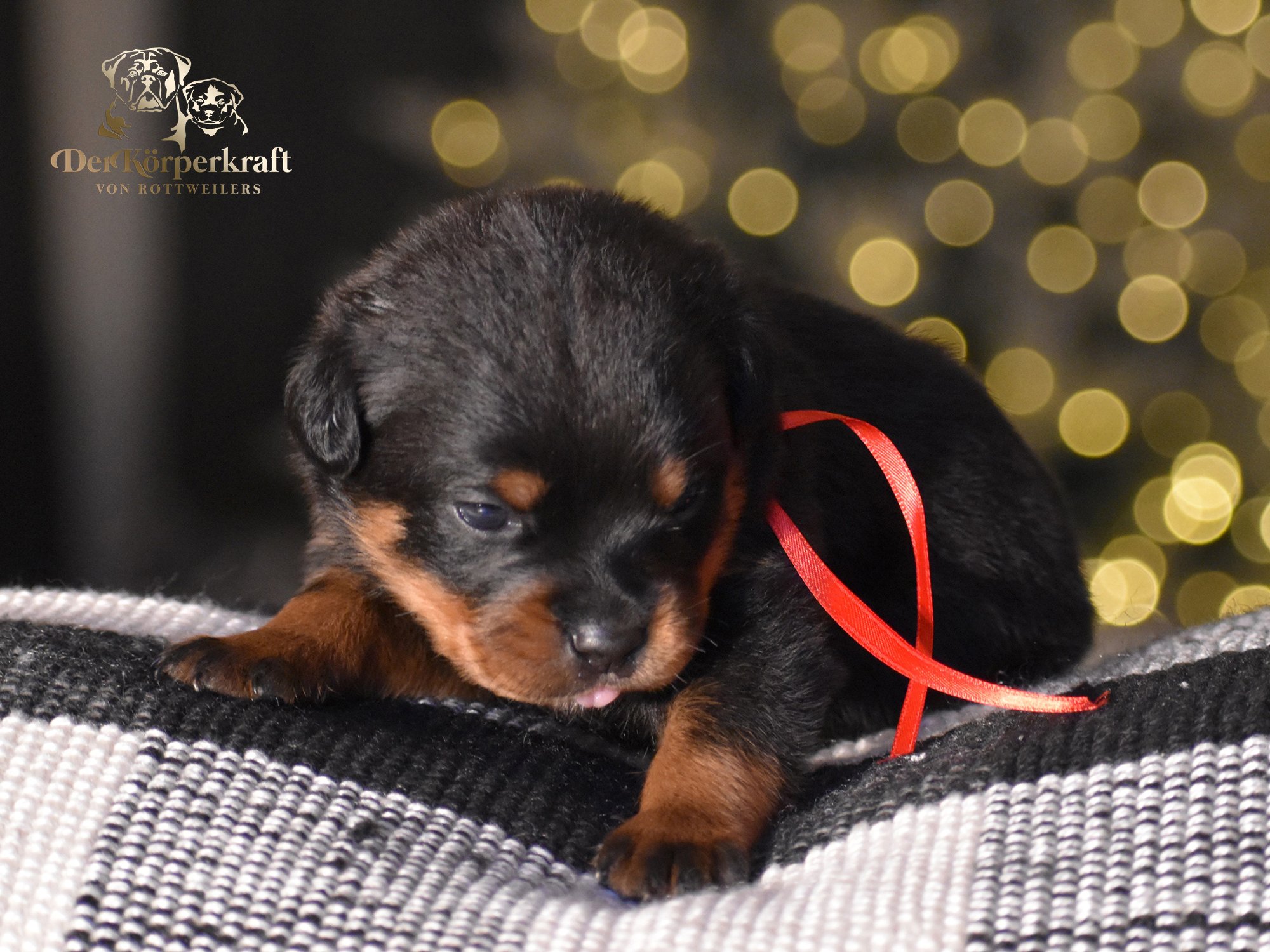 DKV Rottweilers | German Rottweiler Puppies For Sale | Secer-Avaforst