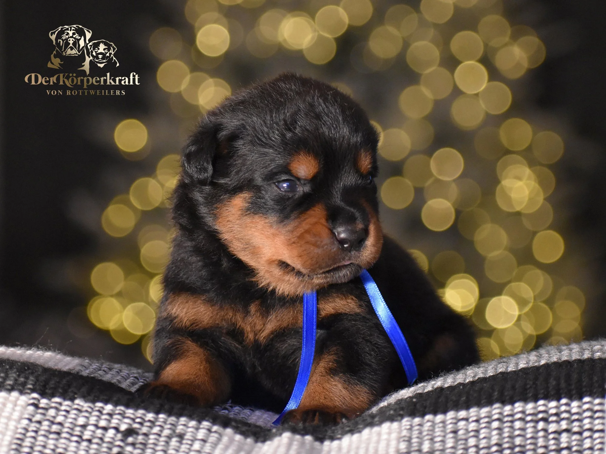 DKV Rottweilers | German Rottweiler Puppies For Sale | Secer-Avaforst