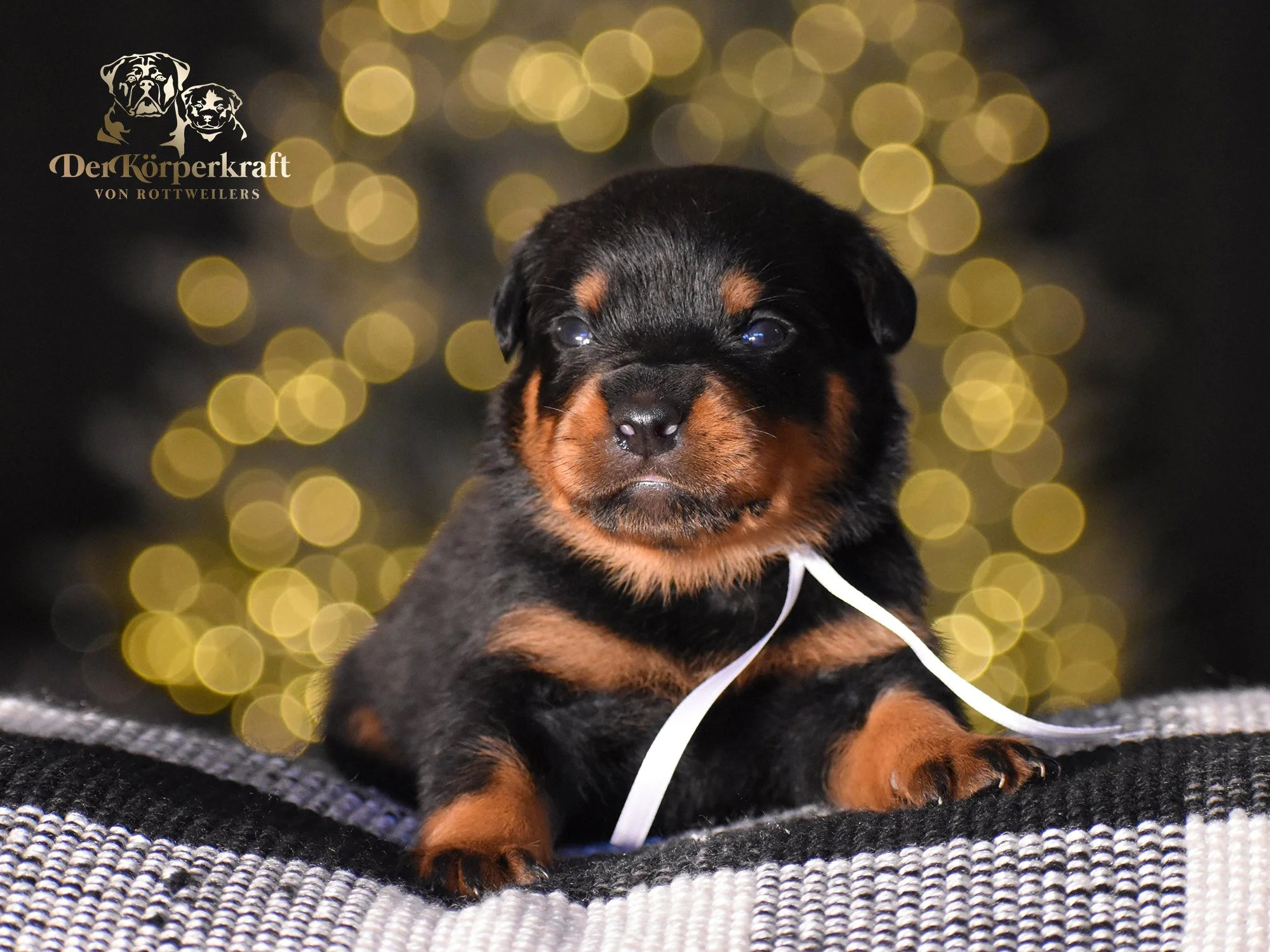 DKV Rottweilers | German Rottweiler Puppies For Sale | Secer-Avaforst