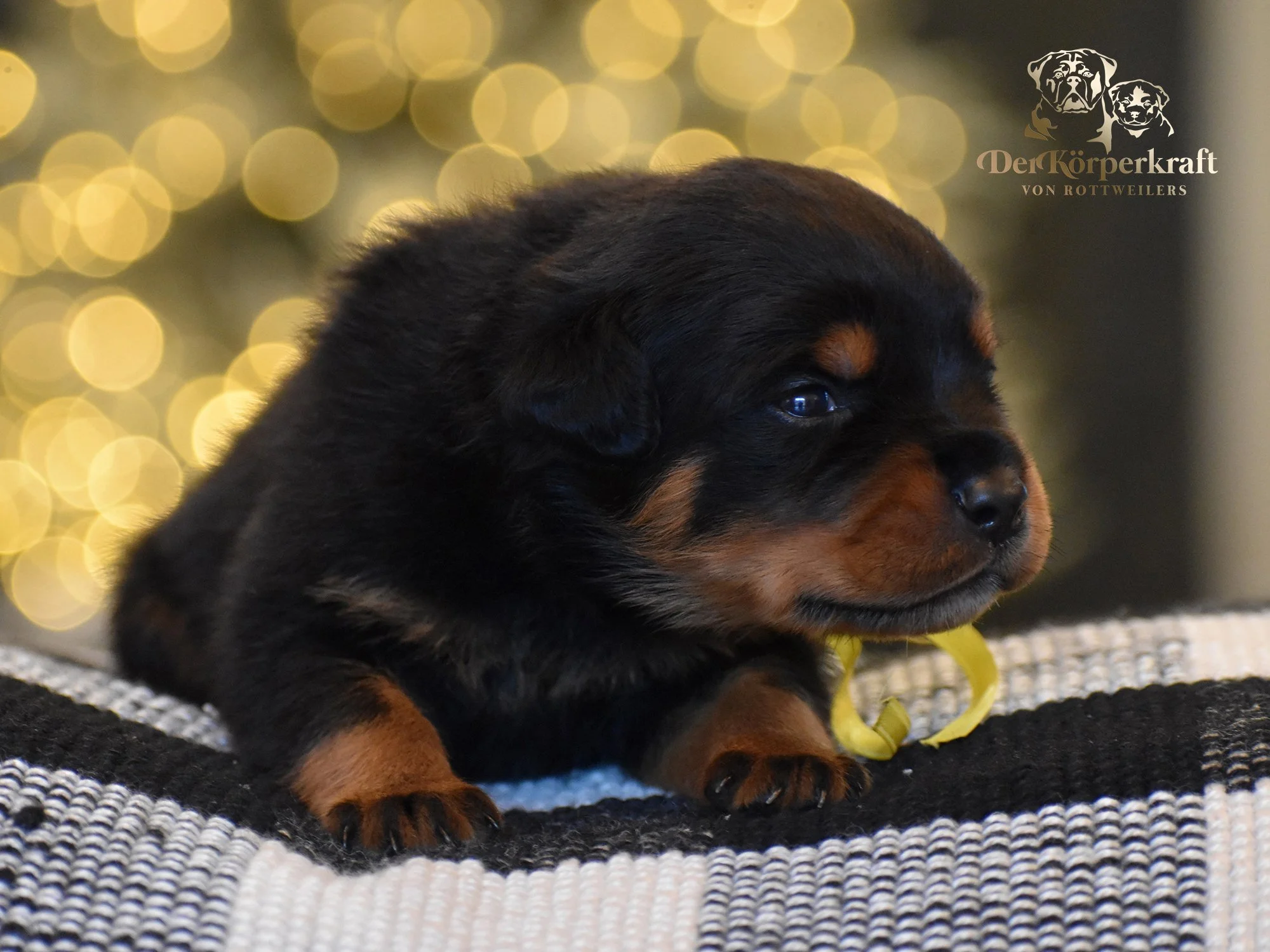 DKV Rottweilers | German Rottweiler Puppies For Sale | Secer-Avaforst