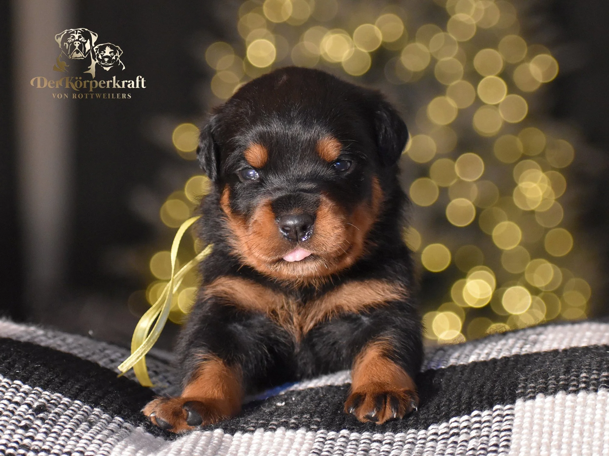 DKV Rottweilers | German Rottweiler Puppies For Sale | Secer-Avaforst