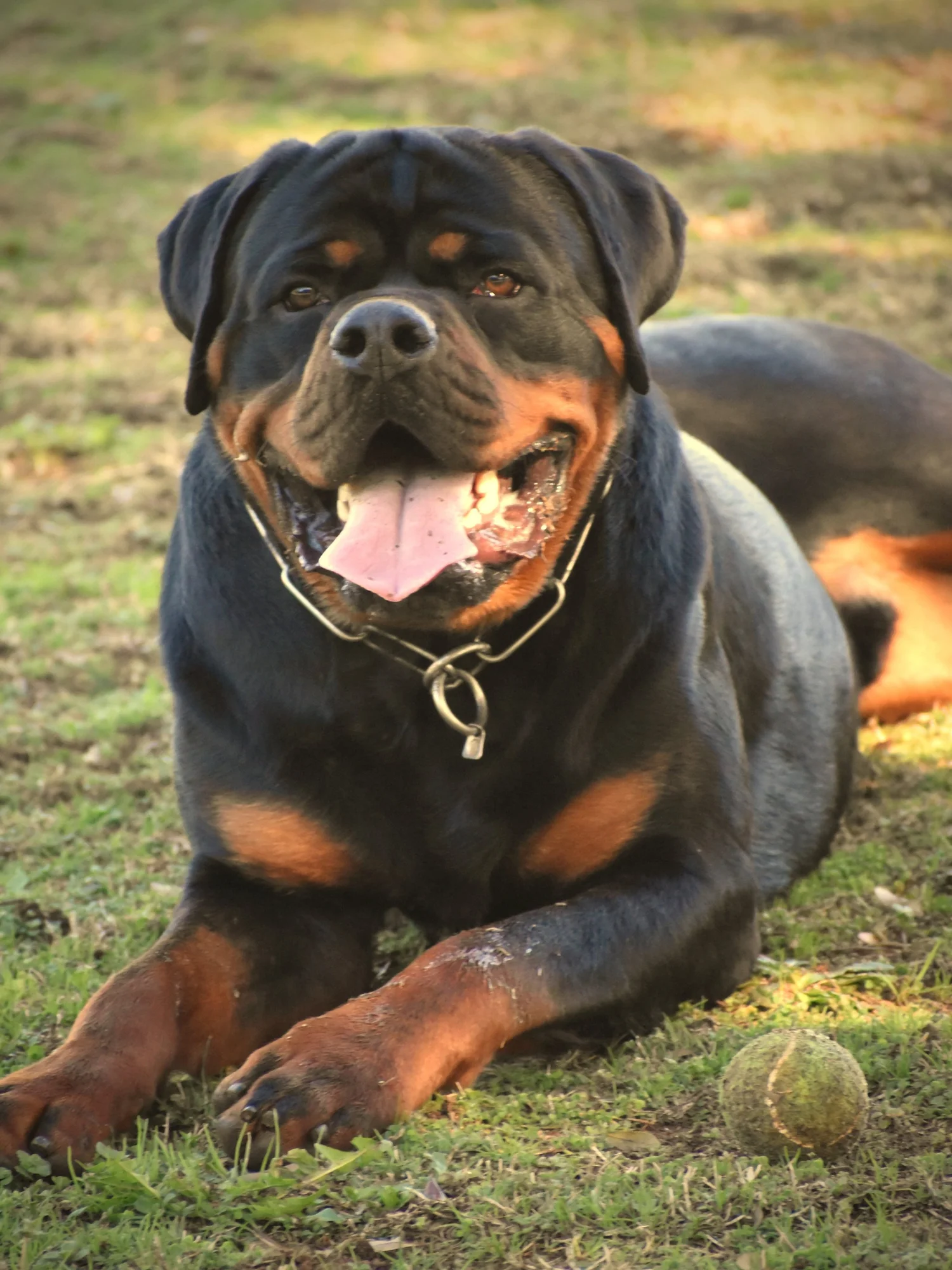 DKV Rottweilers | German Rottweiler Puppies For Sale | Rico-Sophie