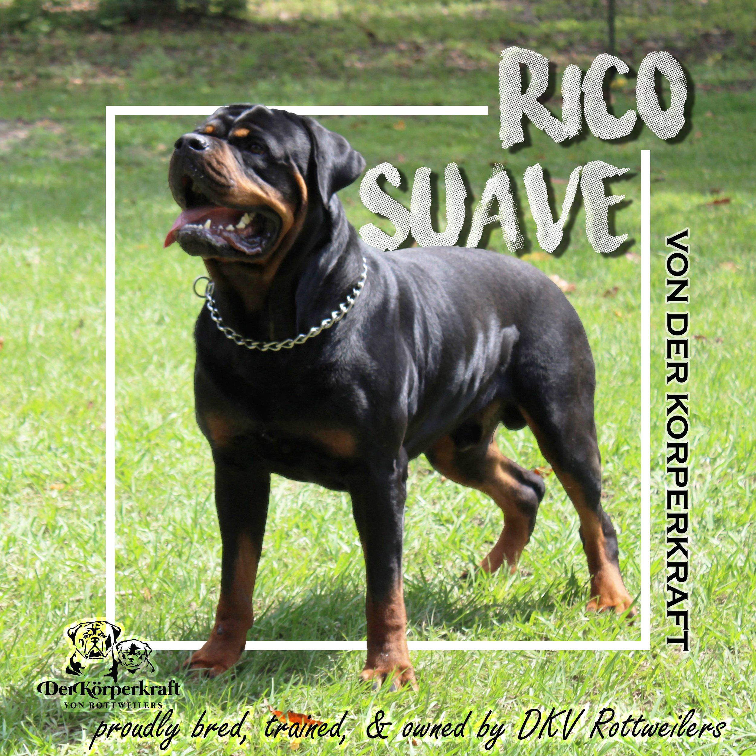 DKV Rottweilers | German Rottweiler Puppies For Sale | Rico-Sophie