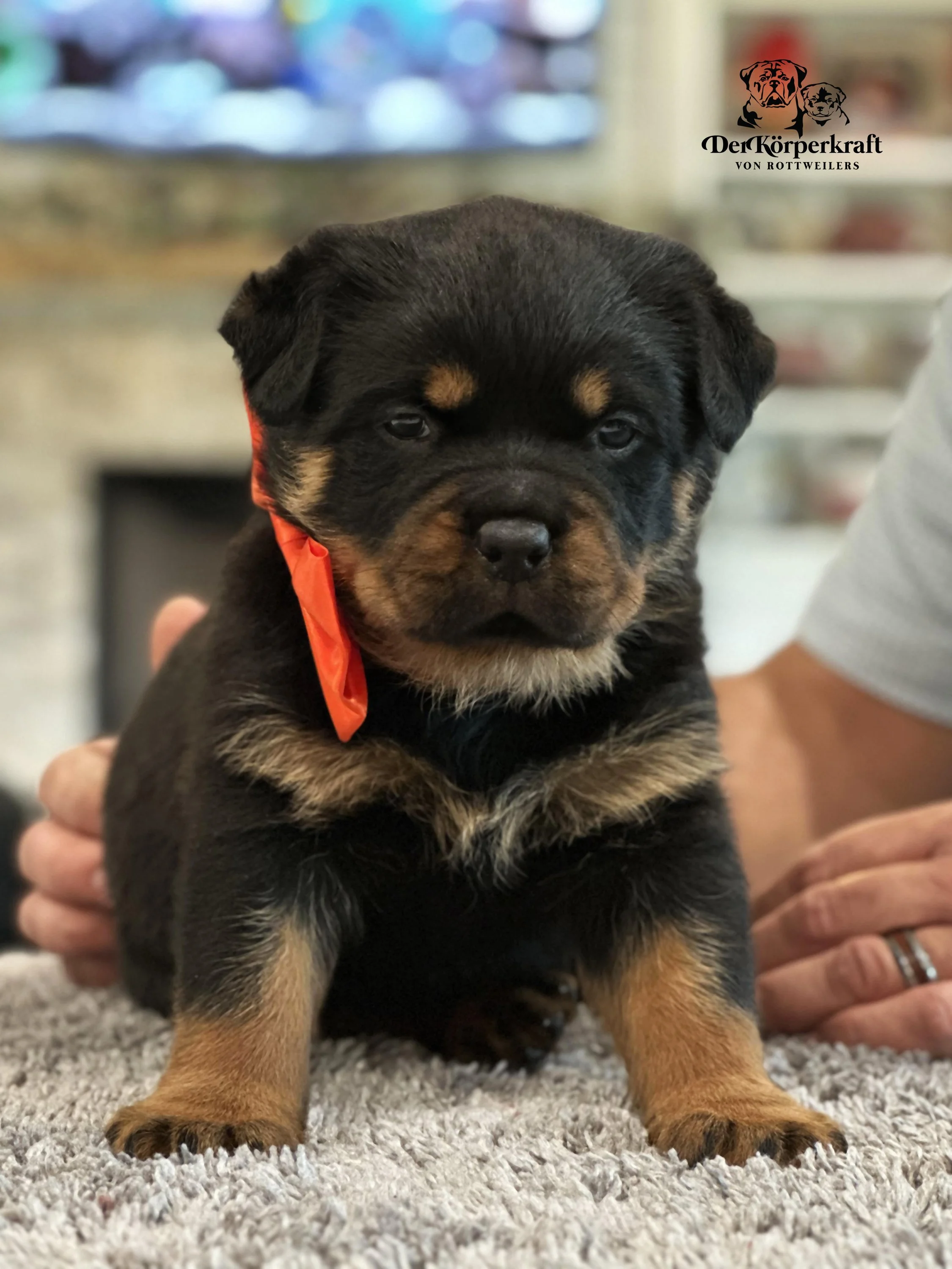 DKV Rottweilers | German Rottweiler Puppies For Sale | JohnWick-Freaka