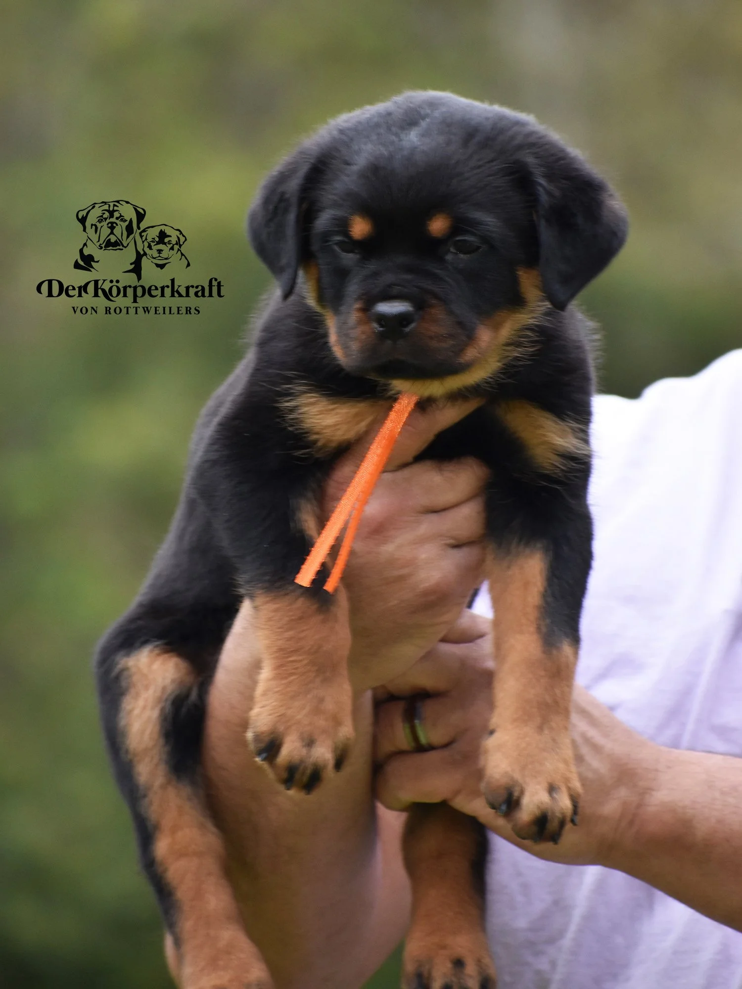 DKV Rottweilers | German Rottweiler Puppies For Sale | JohnWick-Freaka