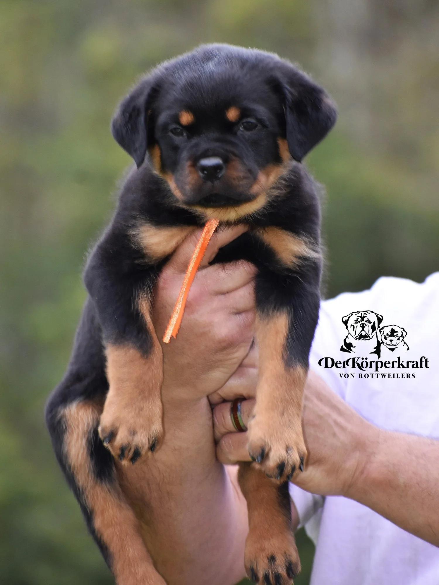 DKV Rottweilers | German Rottweiler Puppies For Sale | JohnWick-Freaka