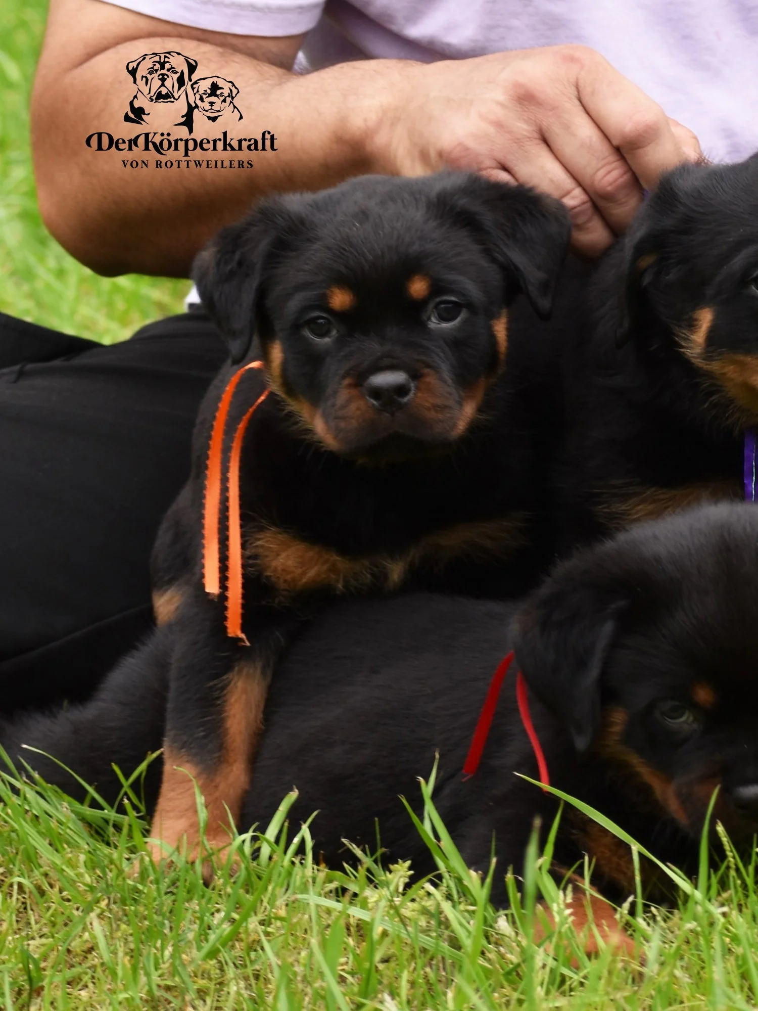 DKV Rottweilers | German Rottweiler Puppies For Sale | JohnWick-Freaka