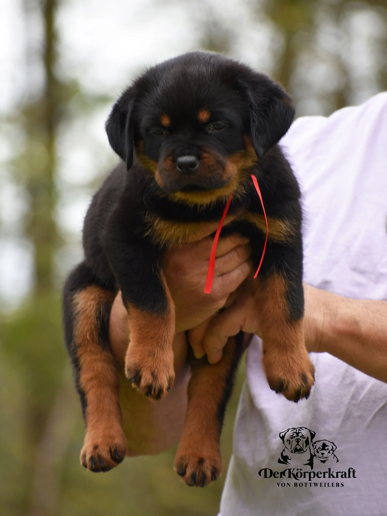 DKV Rottweilers | German Rottweiler Puppies For Sale | JohnWick-Freaka
