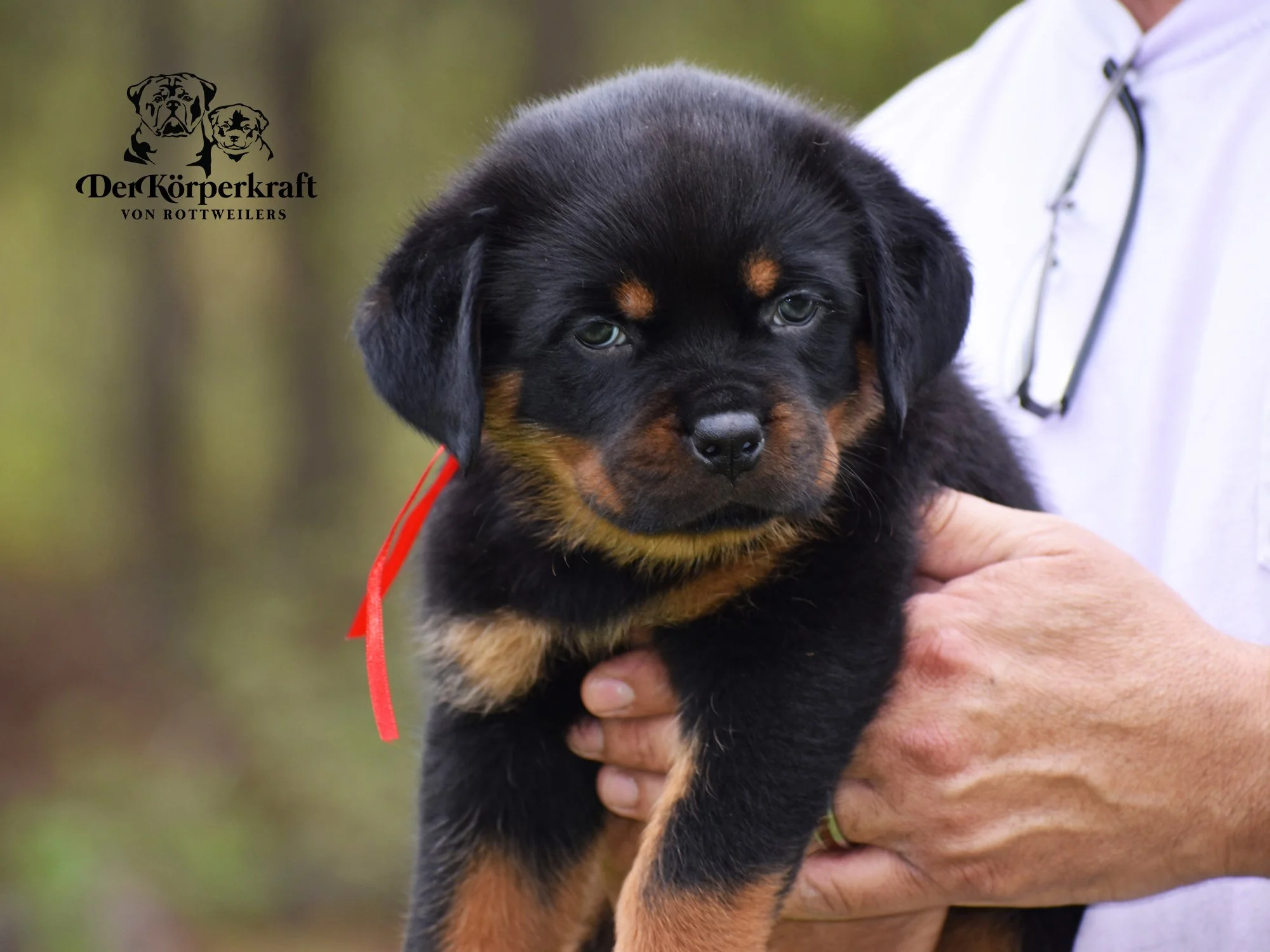 DKV Rottweilers | German Rottweiler Puppies For Sale | JohnWick-Freaka