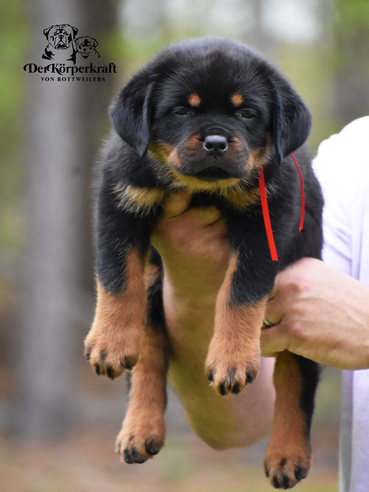 DKV Rottweilers | German Rottweiler Puppies For Sale | JohnWick-Freaka