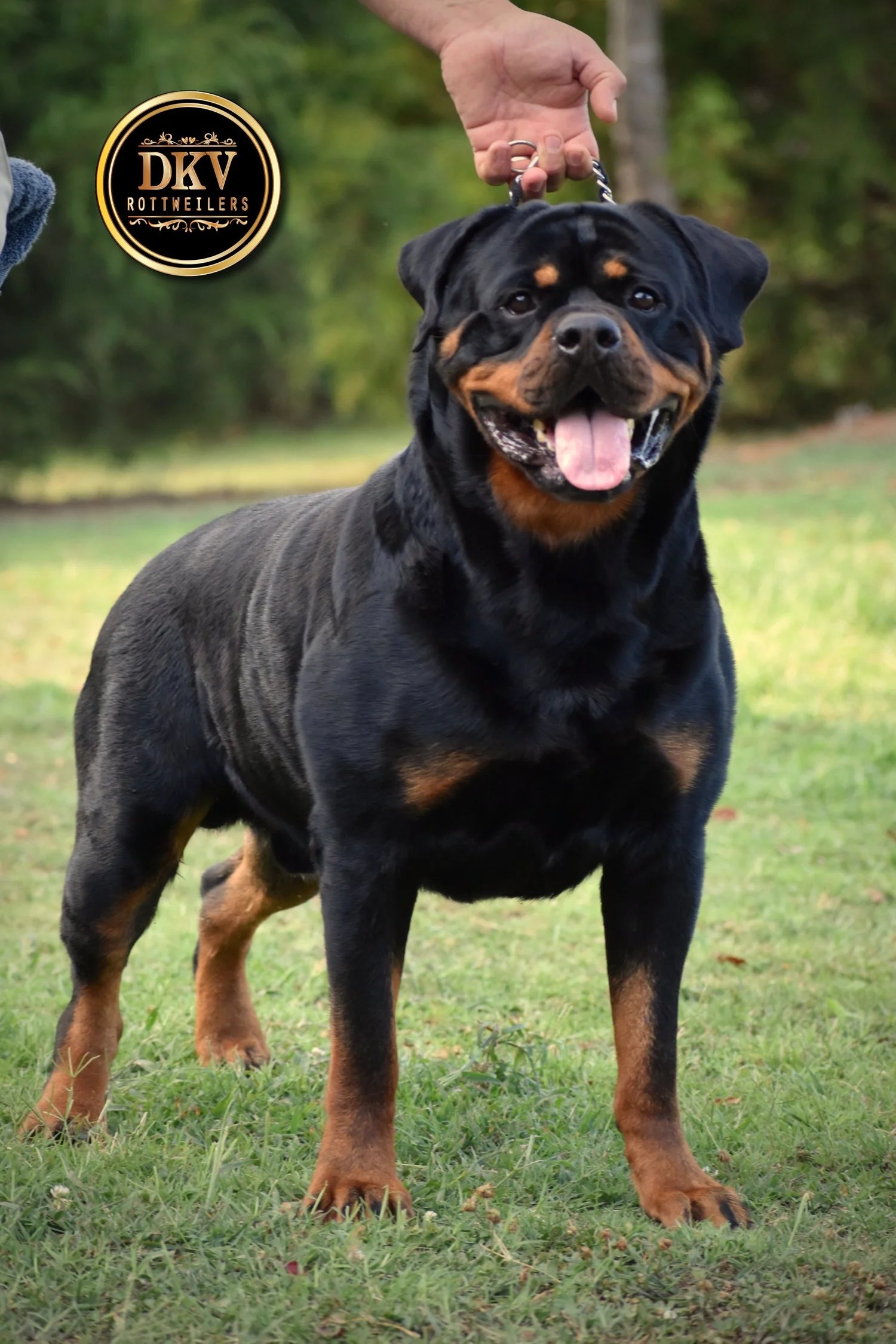 DKV Rottweilers | German Rottweiler Puppies For Sale | DKV Rottweilers ...