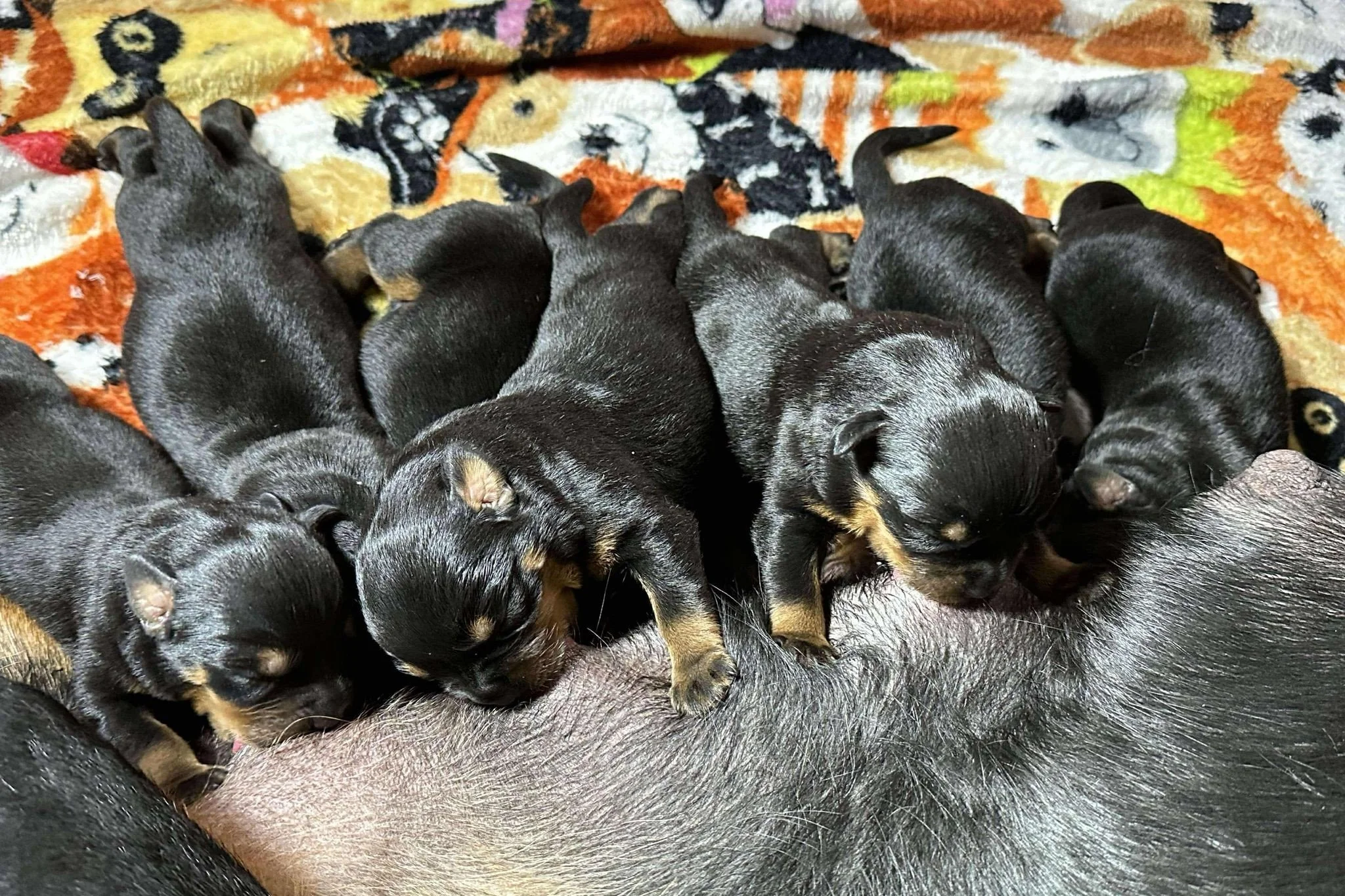 DKV Rottweilers | German Rottweiler Puppies For Sale | Pablo-Dina