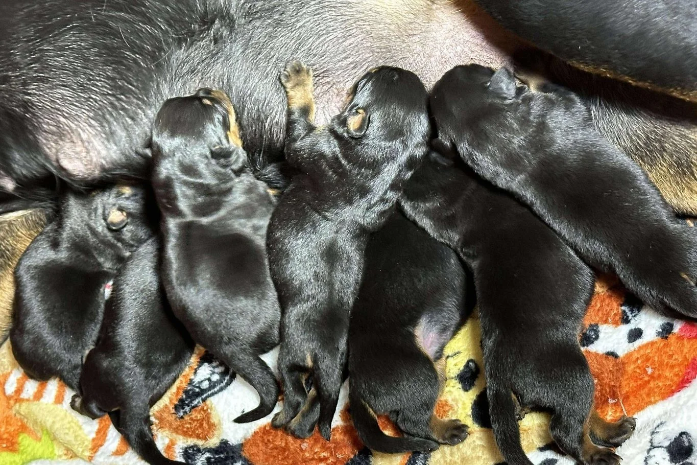 DKV Rottweilers | German Rottweiler Puppies For Sale | Pablo-Dina